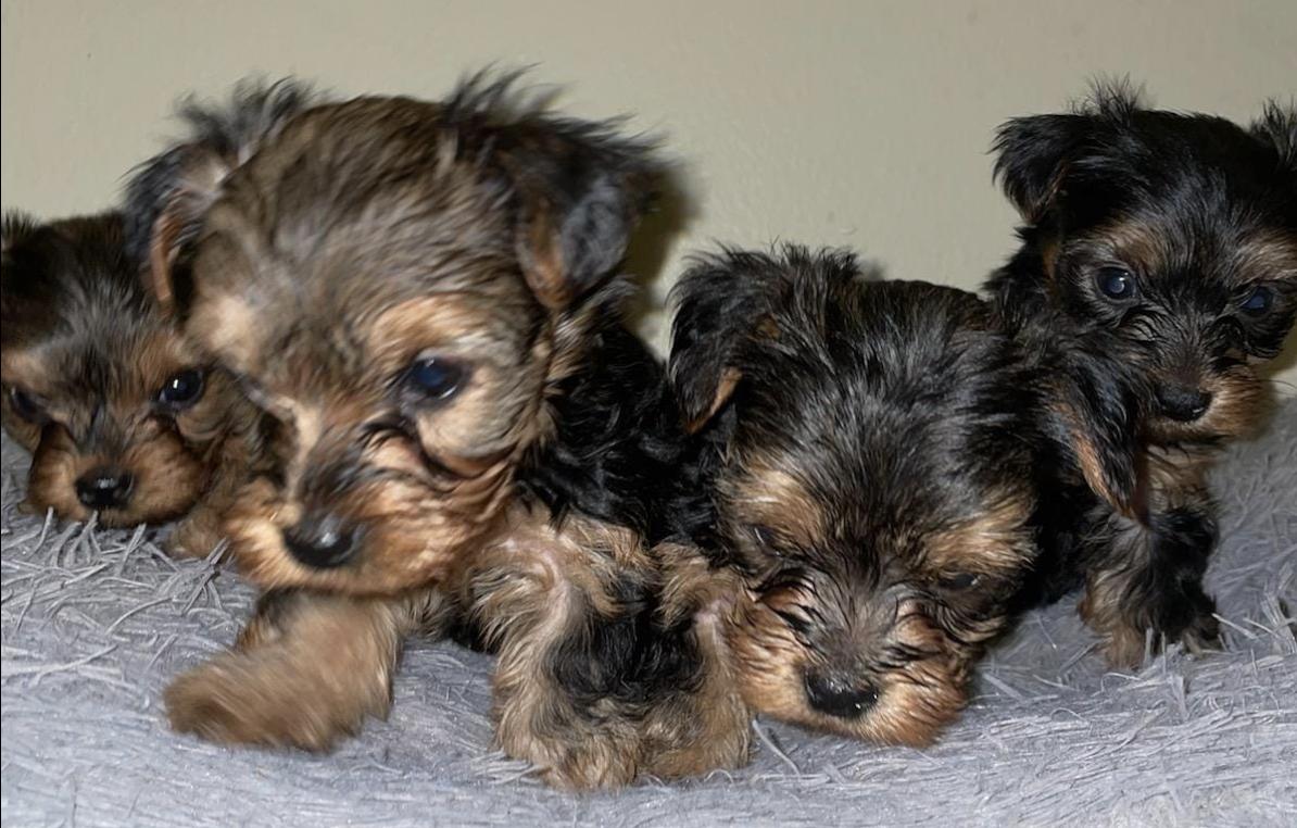 Angel's Yorkies in Michigan | Yorkshire Terrier puppies | Good Dog