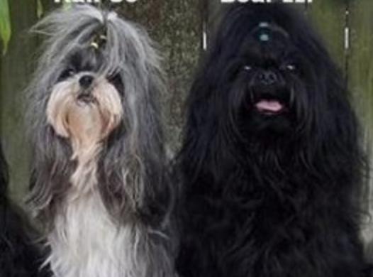 CO-CO-LA-RO Shih Tzu Tampa,FL in Florida | Shih Tzu puppies | Good Dog