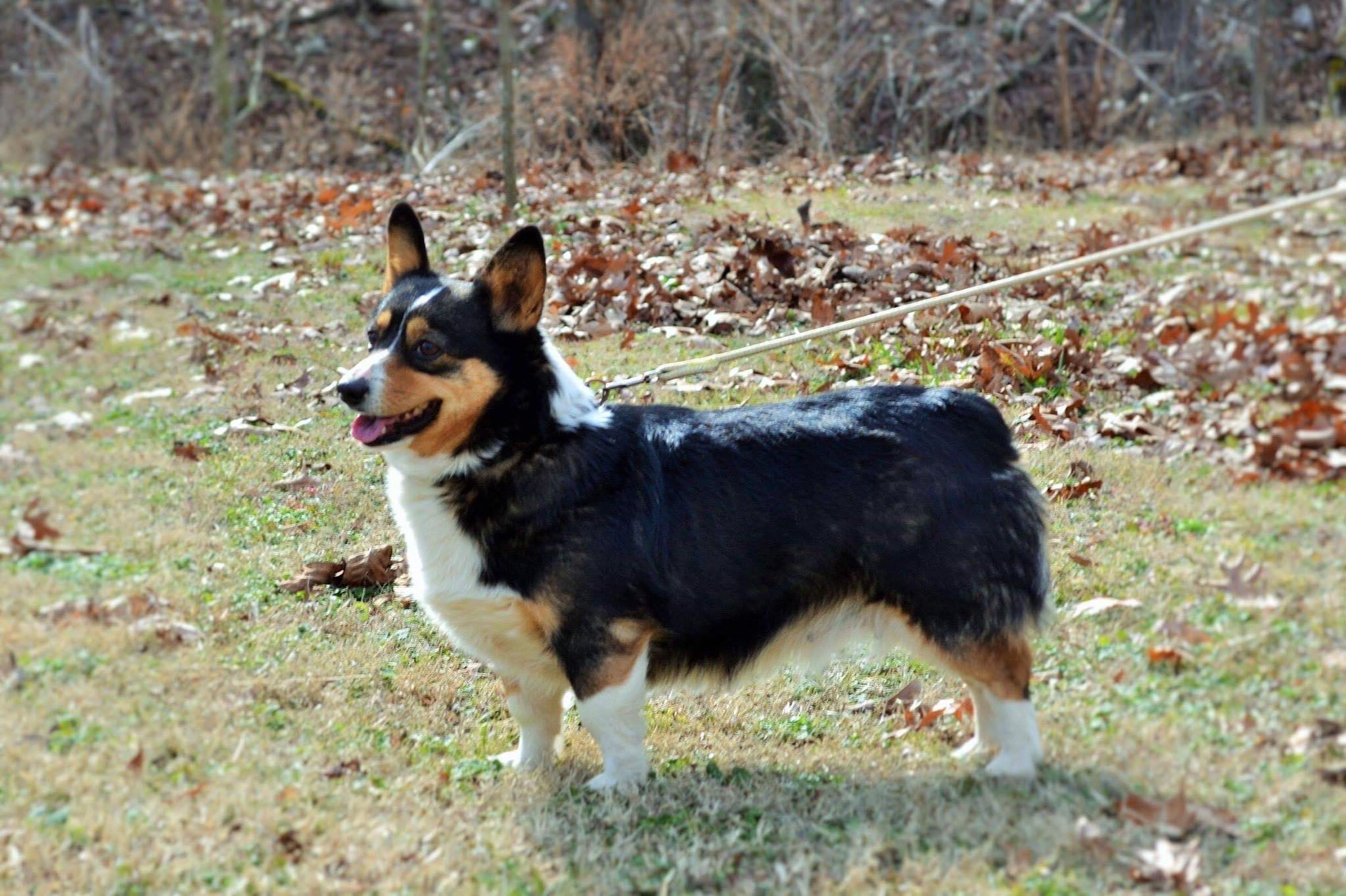 Tori’s Sassy Corgis in Texas | Pembroke Welsh Corgi and American Corgi ...