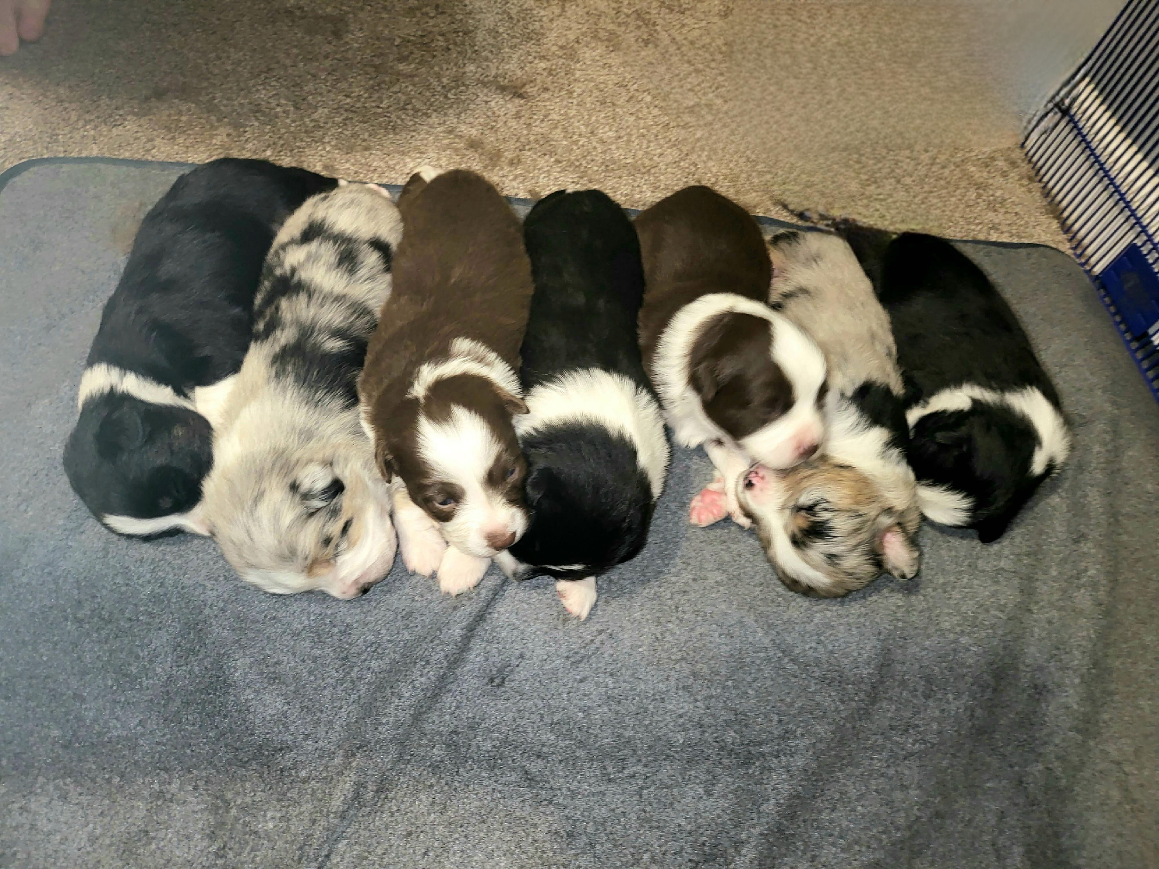 BonDrew's Miniature American Shepherds in Washington | Miniature ...