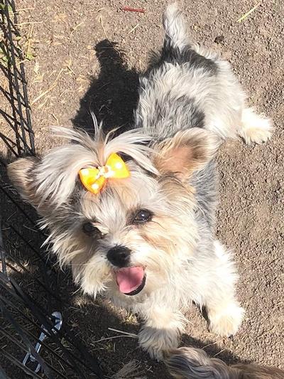 Promise Land Pets in Nebraska | Yorkshire Terrier puppies | Good Dog
