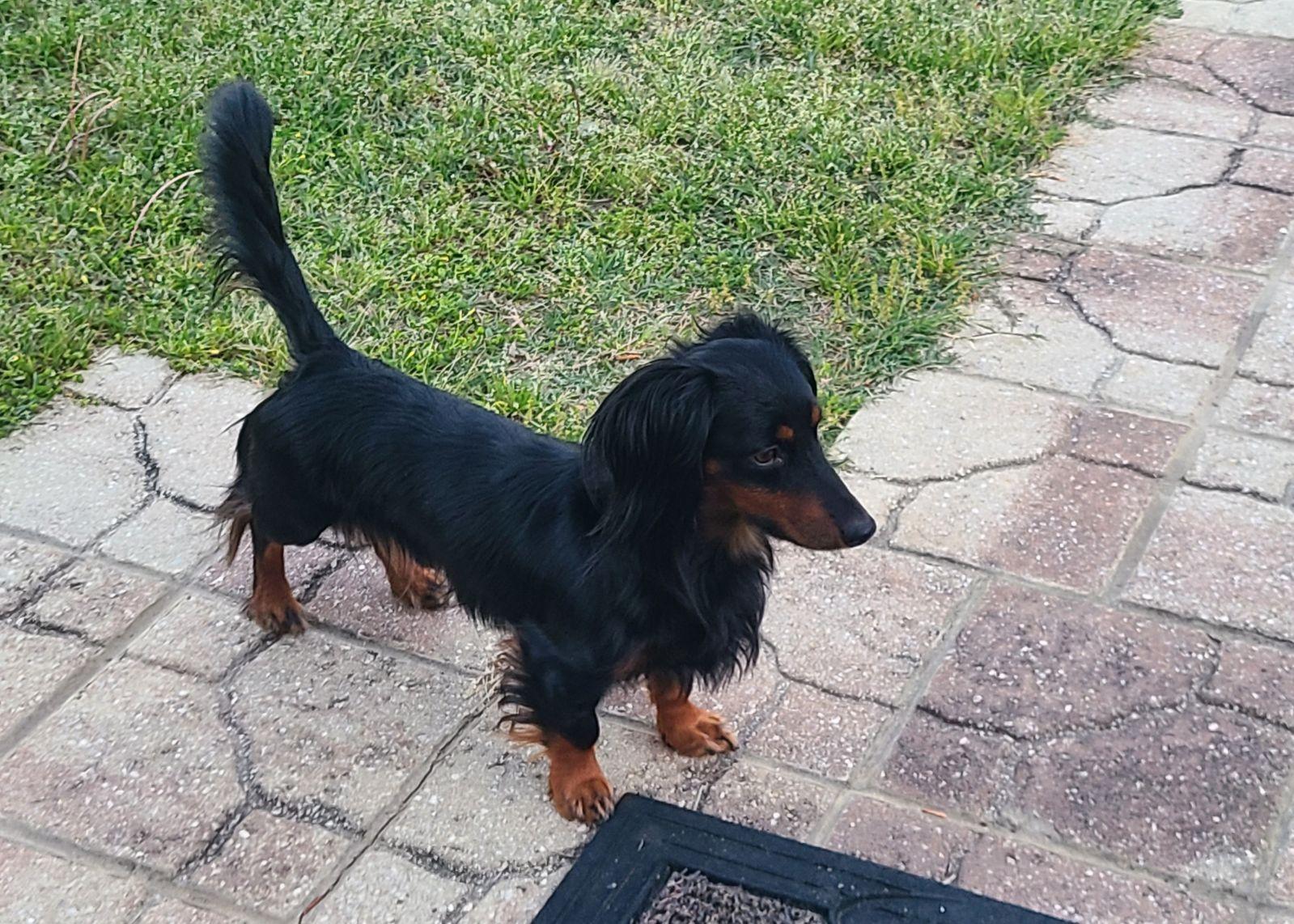 Dachshund and Co. in Georgia | Dachshund puppies | Good Dog