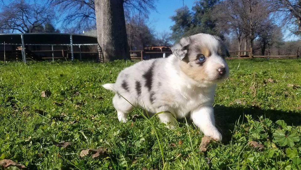 Samara's Australian Shepherds in Ohio | Australian Shepherd puppies ...