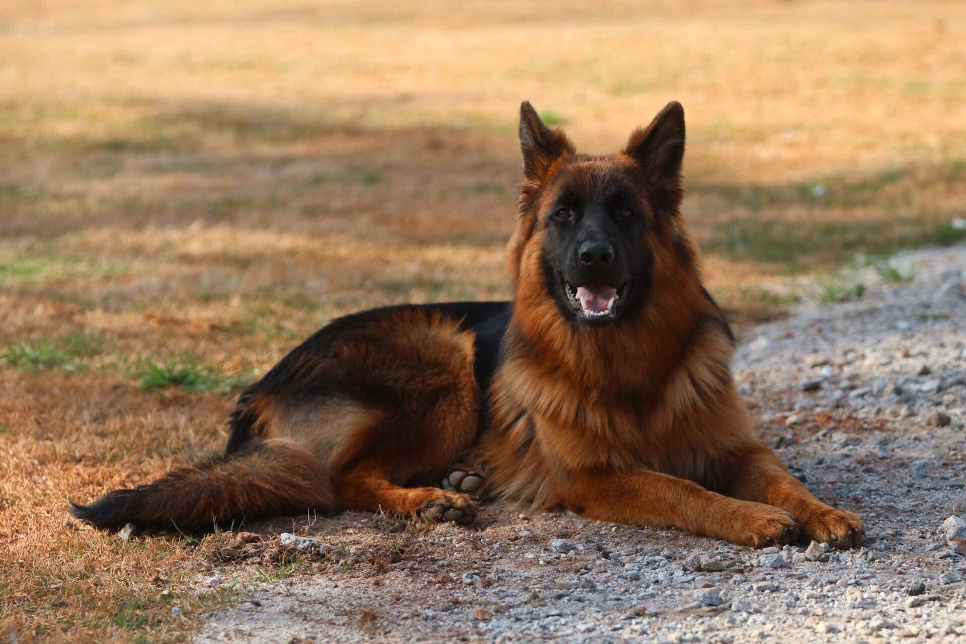 vom Glock in Georgia | German Shepherd puppies | Good Dog