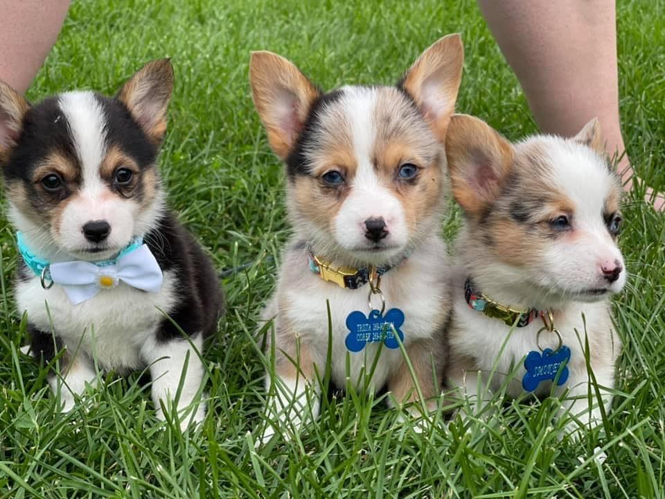 Country Corners Corgis in Michigan | Pembroke Welsh Corgi and American ...