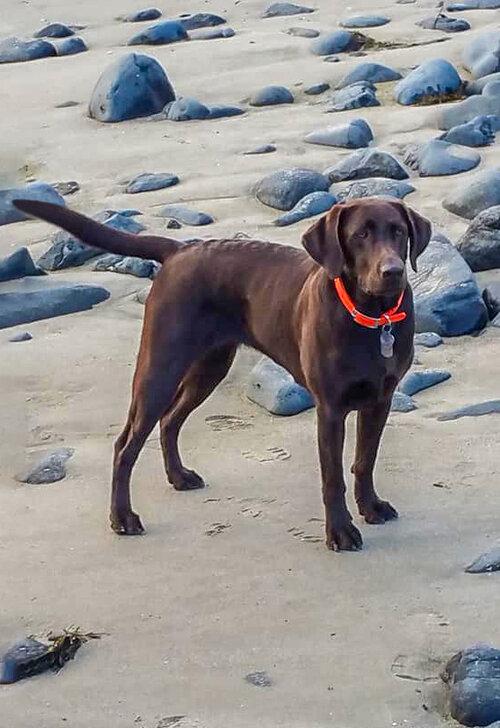 Stag River Labradors in Idaho | Labrador Retriever puppies | Good Dog