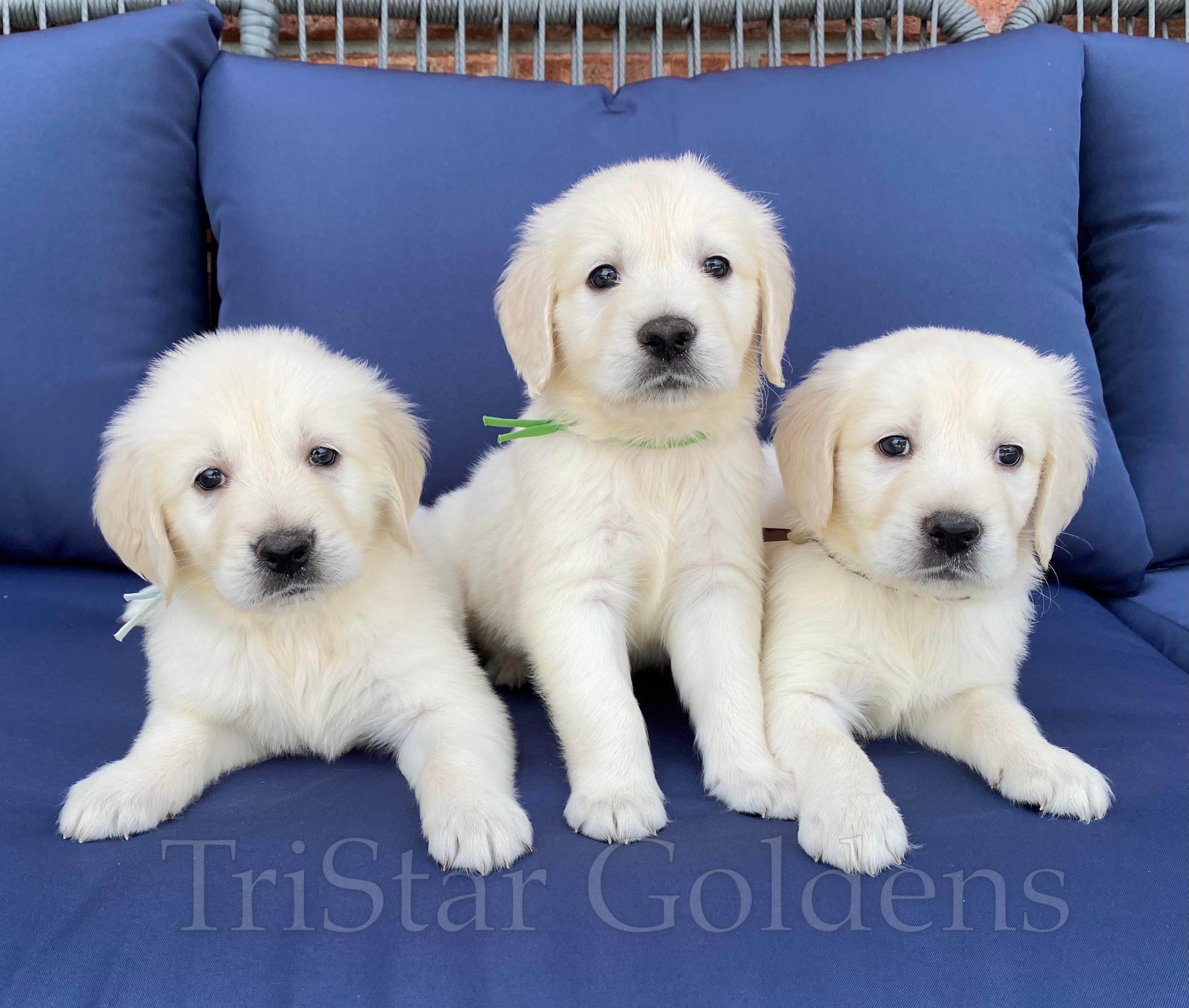 TriStar Goldens in Tennessee | Golden Retriever puppies | Good Dog