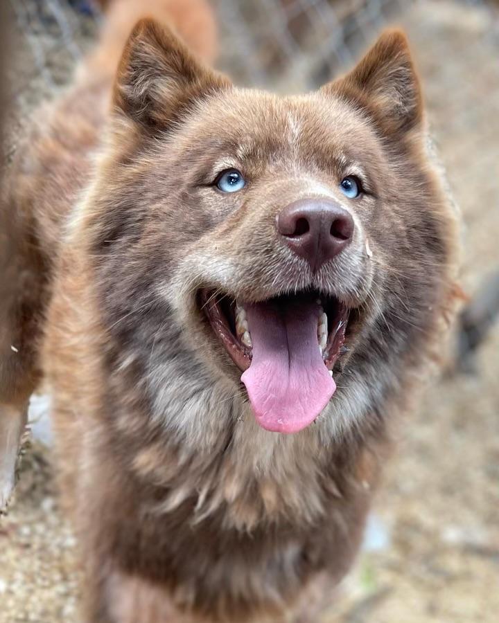 Yiski Hati in Hawaii | Siberian Husky puppies | Good Dog