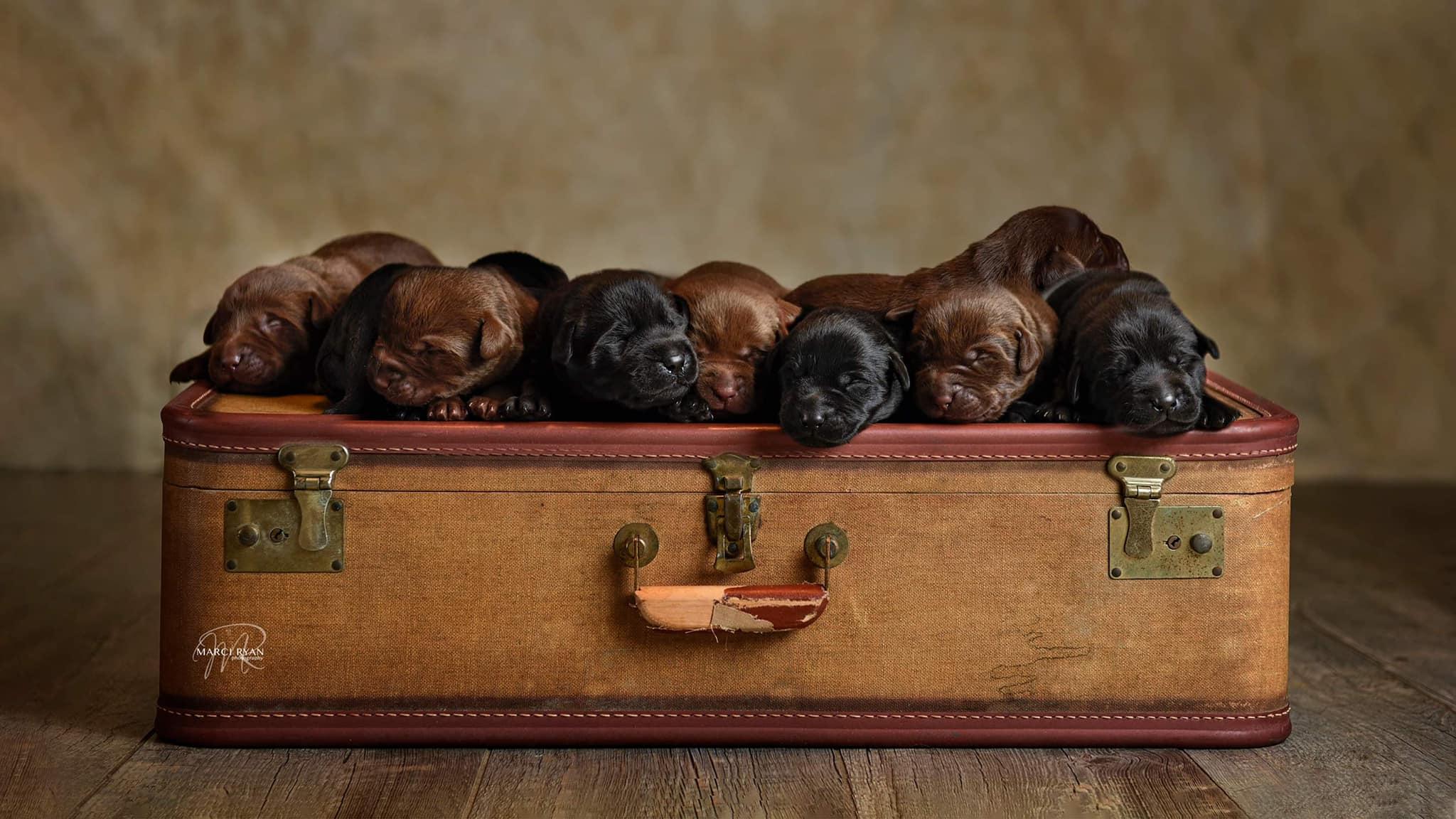 Duck U Kennels in Delaware | Labrador Retriever puppies | Good Dog