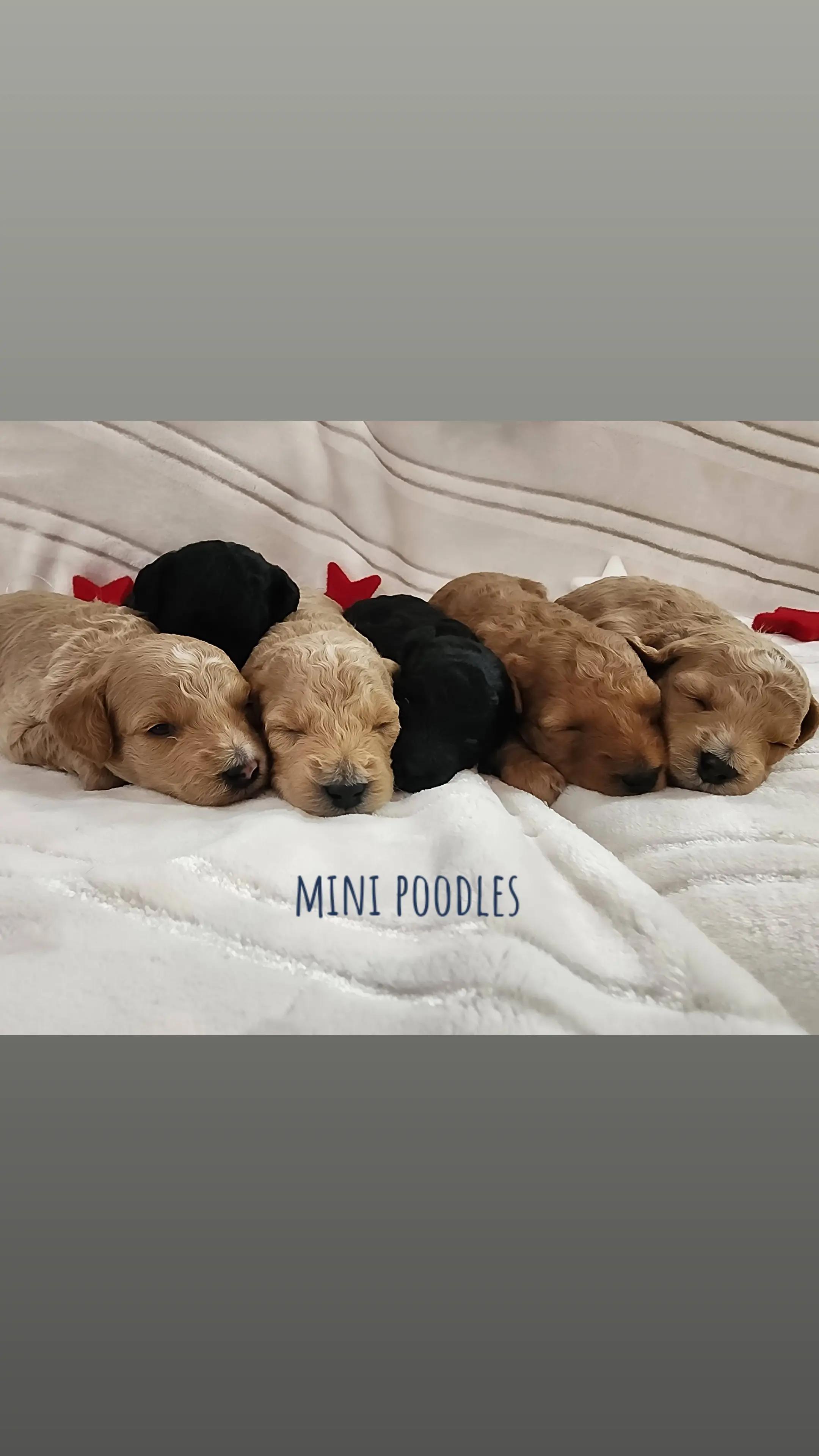 Sally Hamer in Wyoming | Poodle puppies | Good Dog