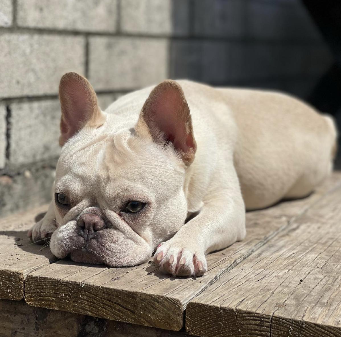 The Frenchie Allure in Texas | French Bulldog puppies | Good Dog