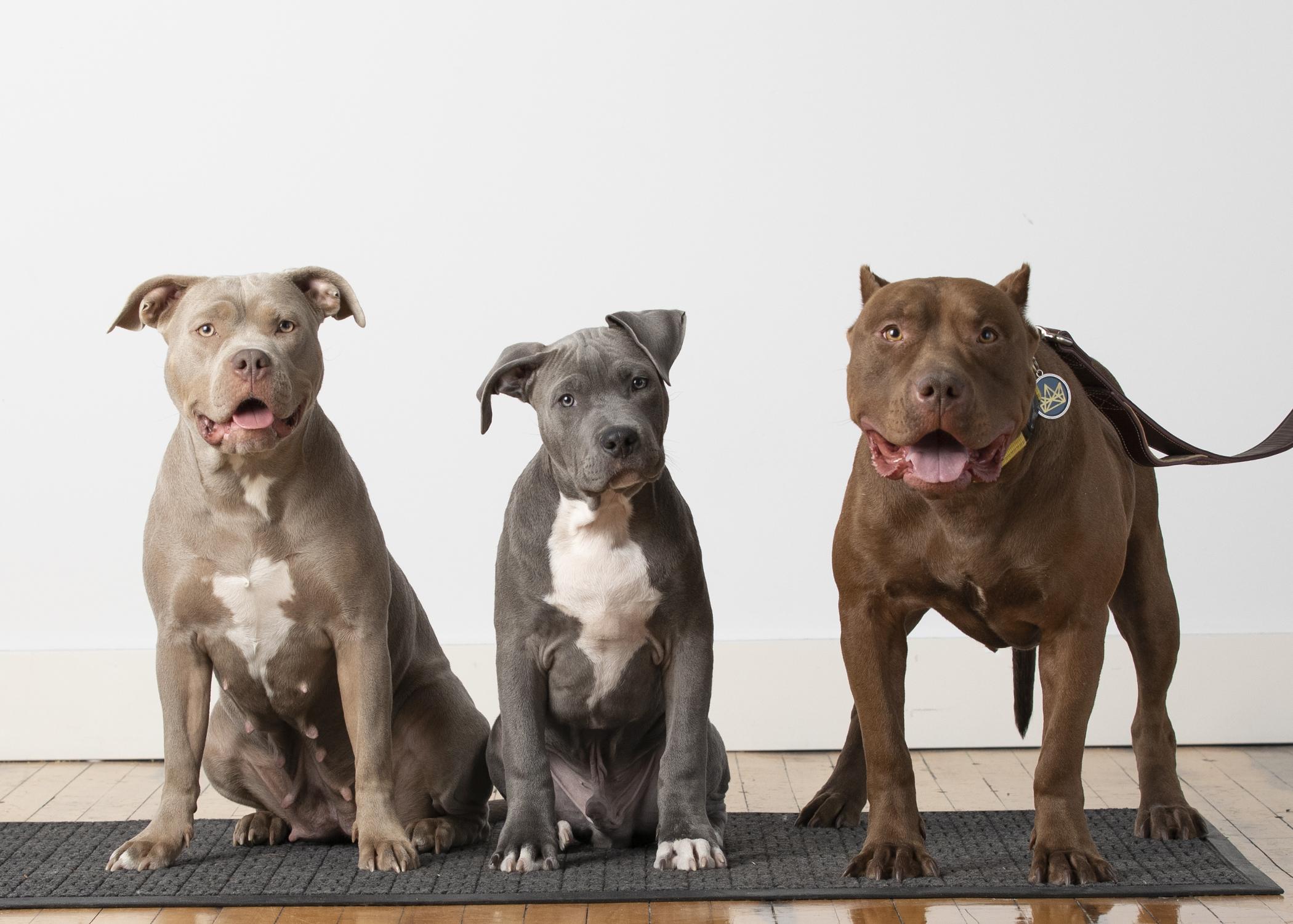 Remember the Name Bullies in Minnesota | American Bully puppies | Good Dog
