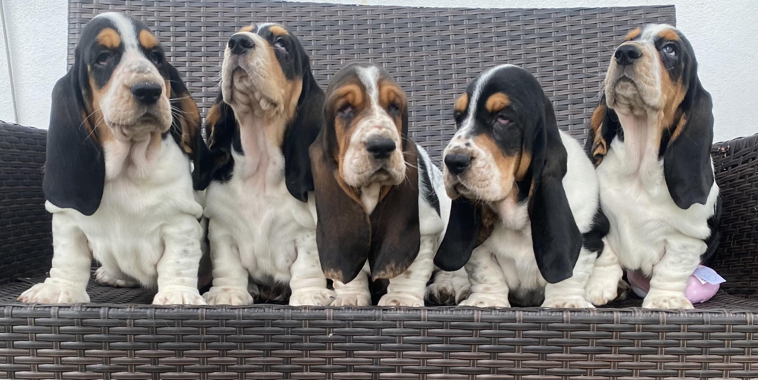 Lomarol Hounds in Florida | Basset Hound puppies | Good Dog