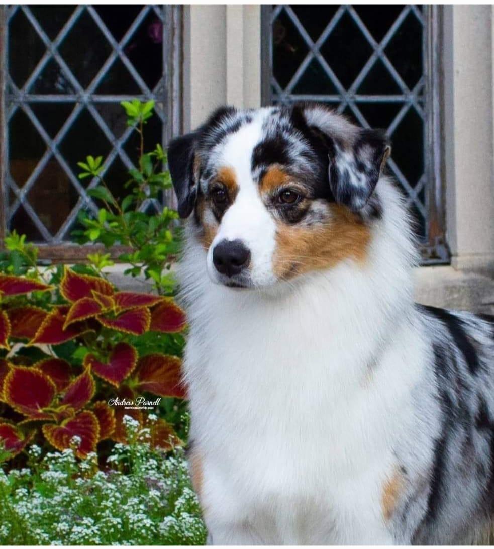 Canosia Tollers & Australian Shepherds in Minnesota | Australian ...