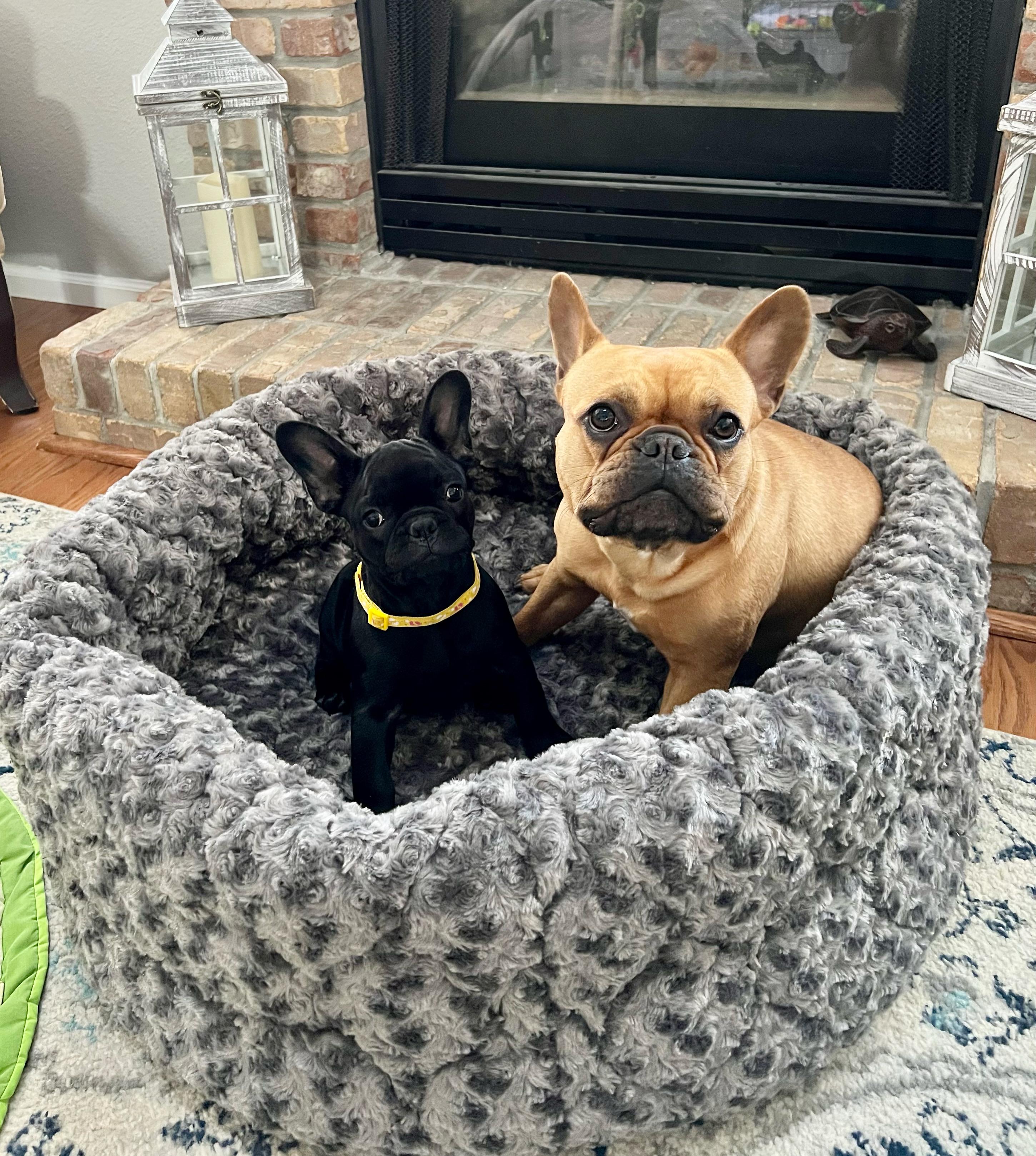 Silver Maple Frenchies in Colorado | French Bulldog puppies | Good Dog