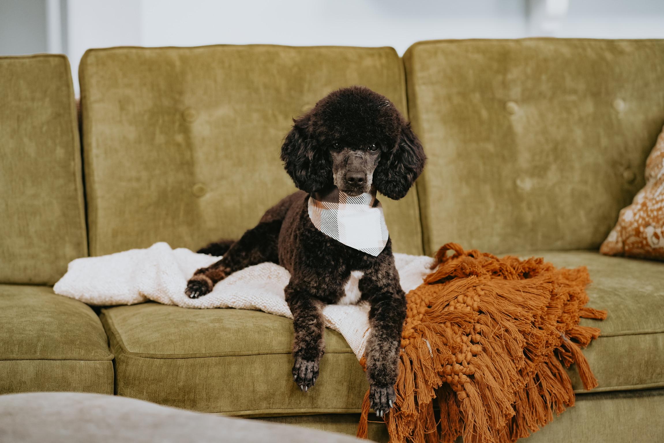 Paige's Poodles in Michigan | Poodle puppies | Good Dog
