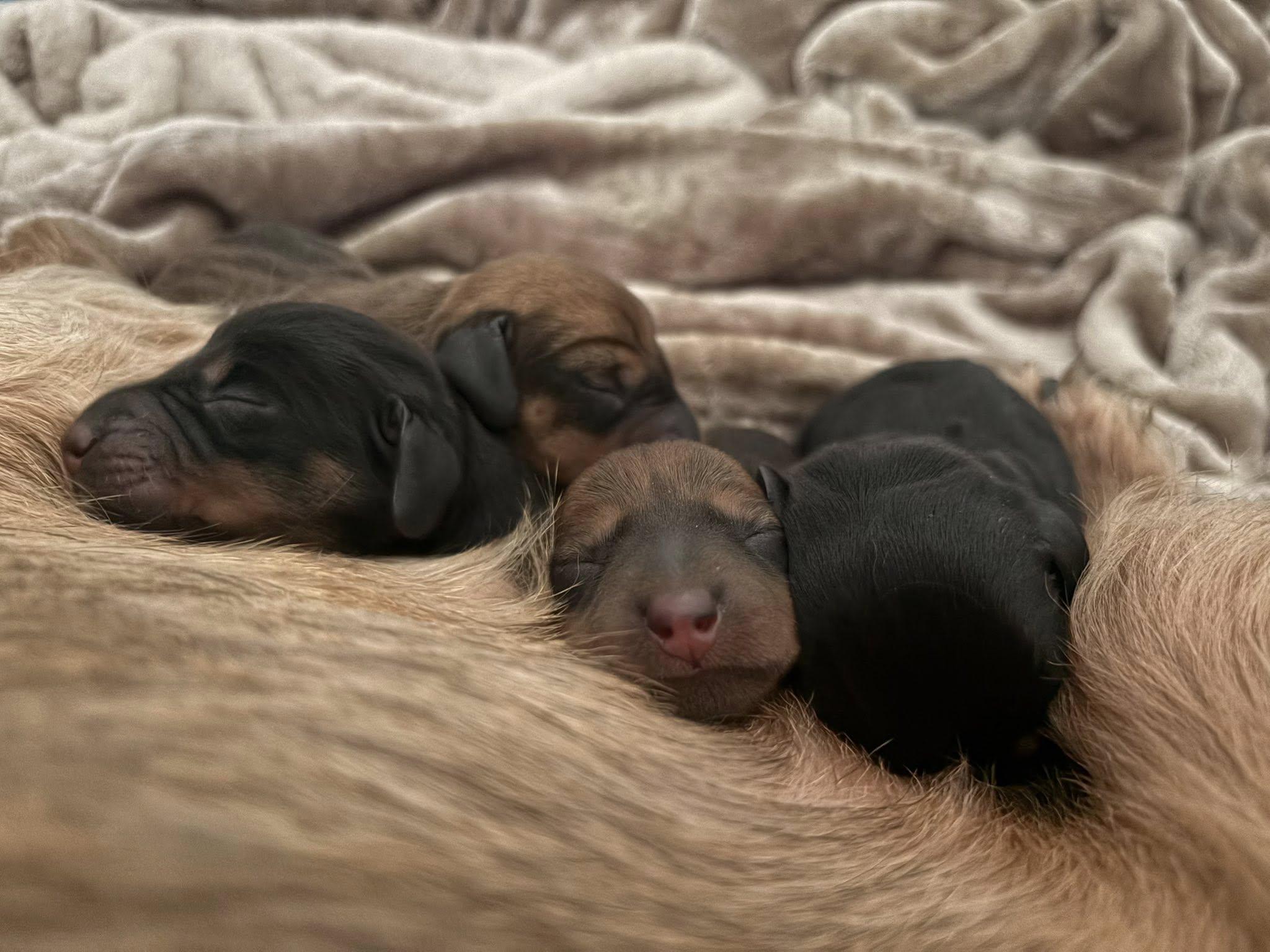 Katrina's Dachshunds in Alabama | Dachshund puppies | Good Dog