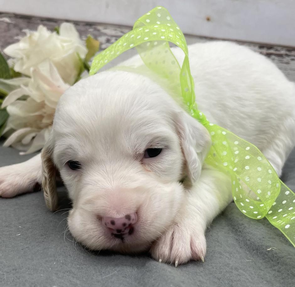 StoneyBrook Setters in Ohio | English Setter puppies | Good Dog
