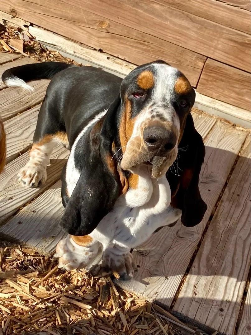 On My Way 2U Acres in Nebraska | Basset Hound puppies | Good Dog