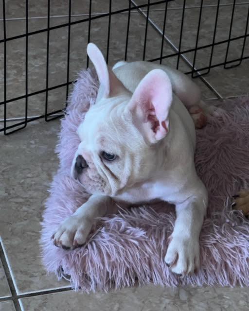 Chloe the frenchie in California | French Bulldog puppies | Good Dog