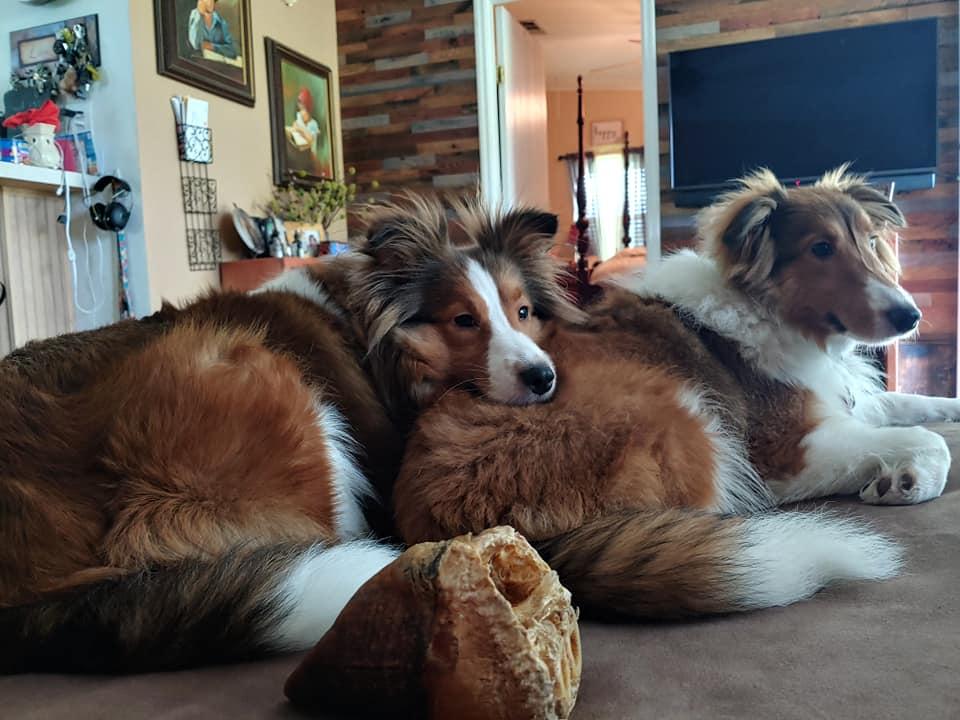 Highland Shelties & Aussies in Florida | Australian Shepherd and ...