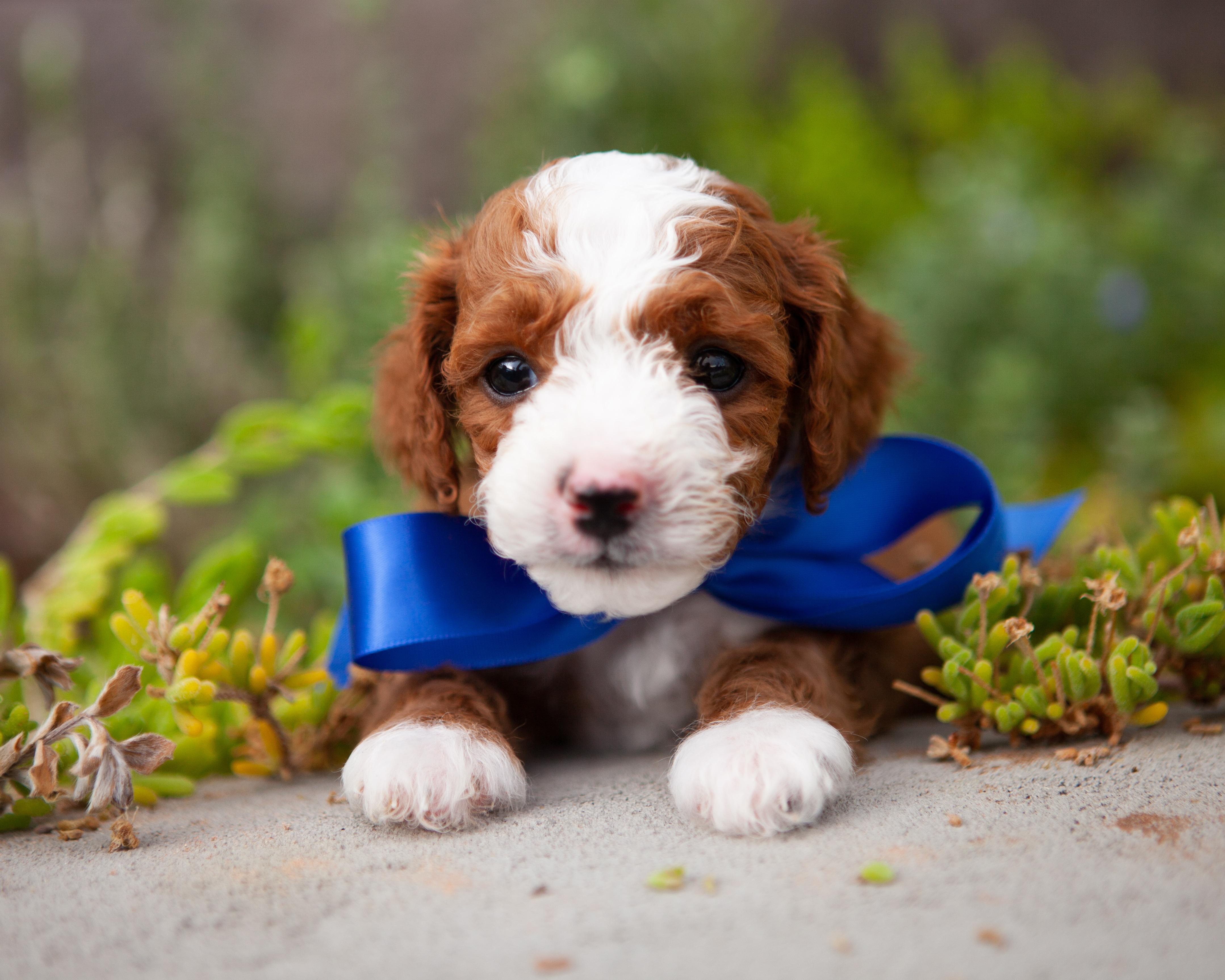 Utah Mini Doodles in Utah | Goldendoodle puppies | Good Dog