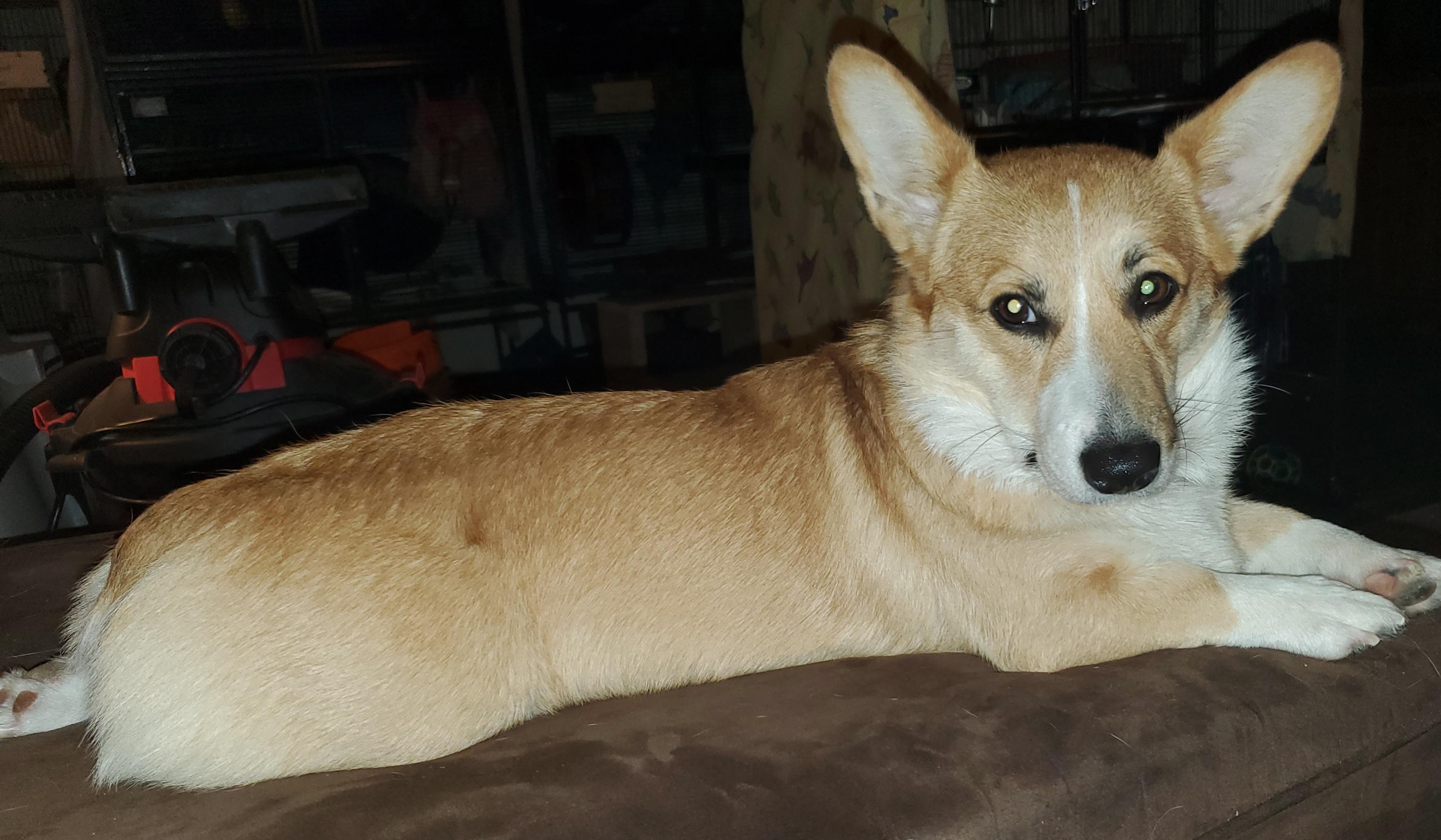 Stephanie Gratton's Pembroke Welsh Corgis in Indiana | Pembroke Welsh ...