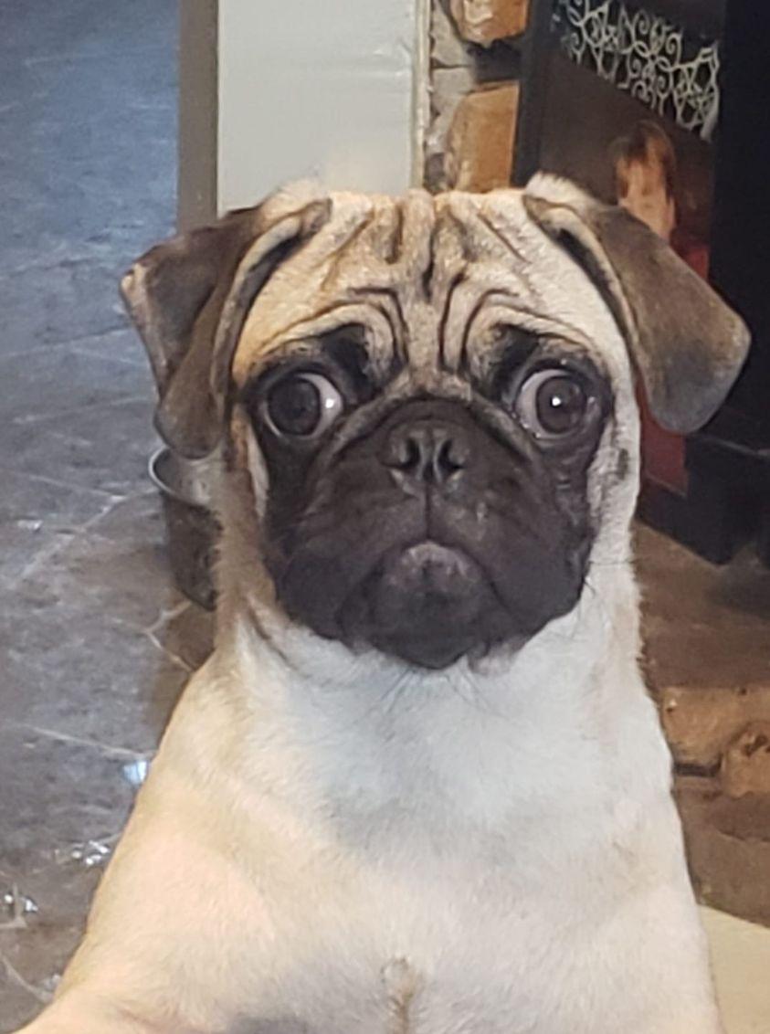 Mystical Show Pugs in Ohio | Pug puppies | Good Dog