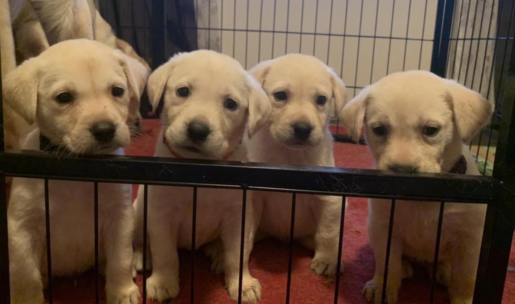 Reniers Labrador Retrievers in Indiana | Labrador Retriever puppies ...