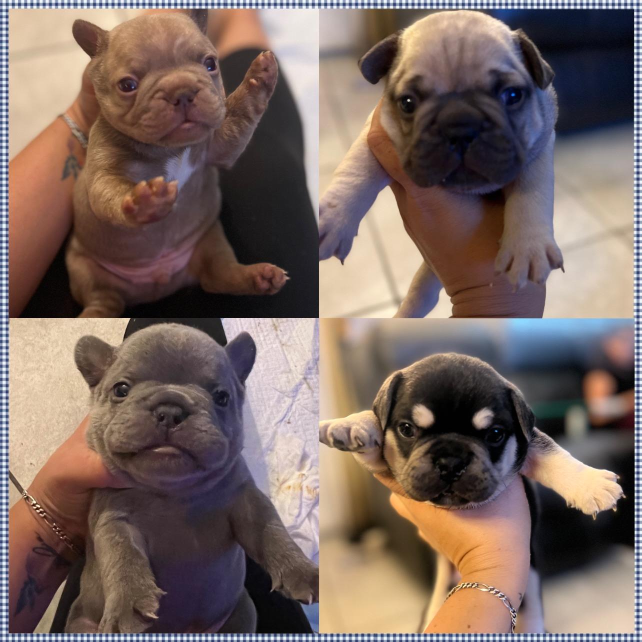 Luxurious Desert Frenchies in California | French Bulldog puppies ...