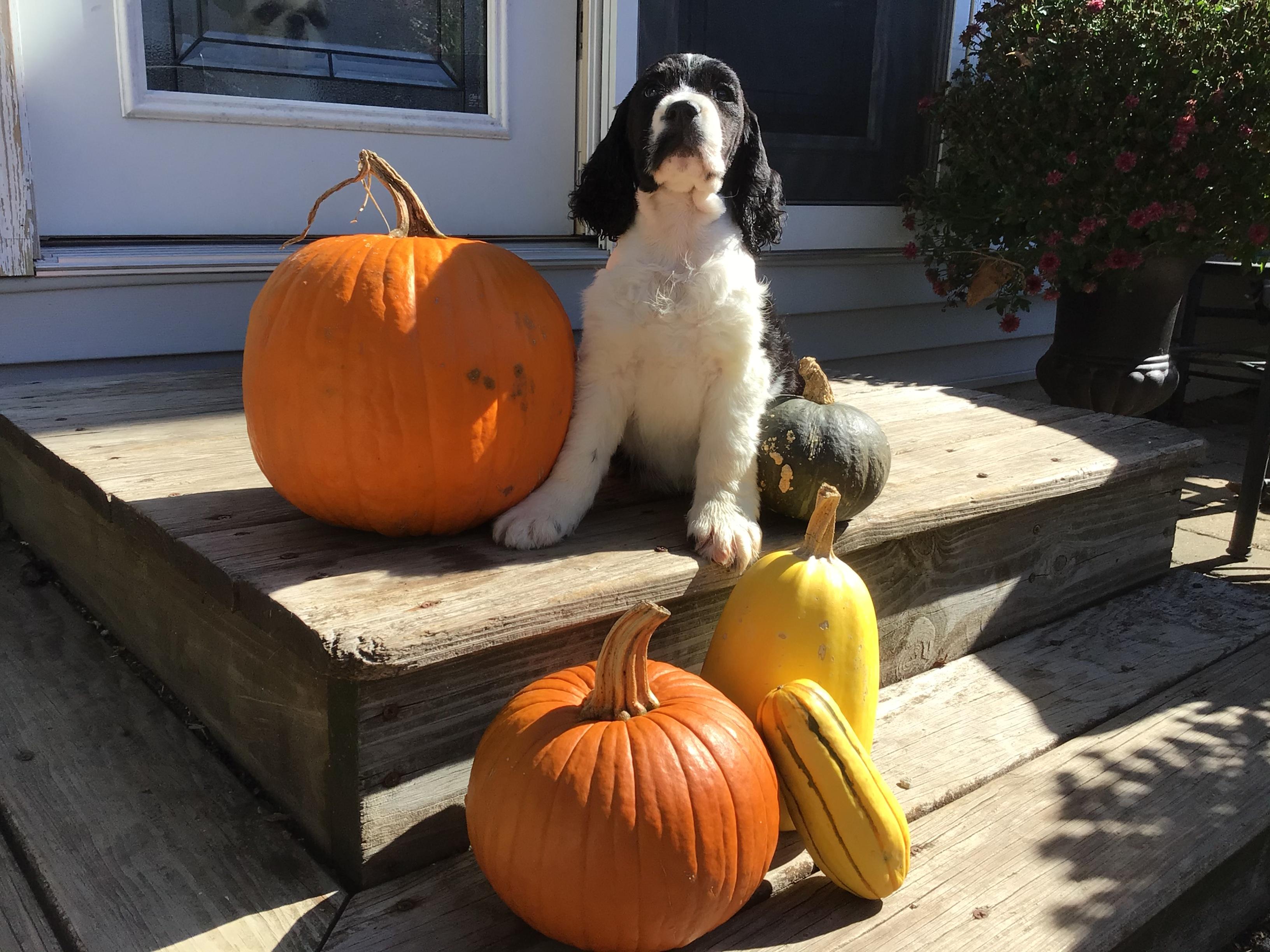 Tiffany in Illinois | English Springer Spaniel puppies | Good Dog