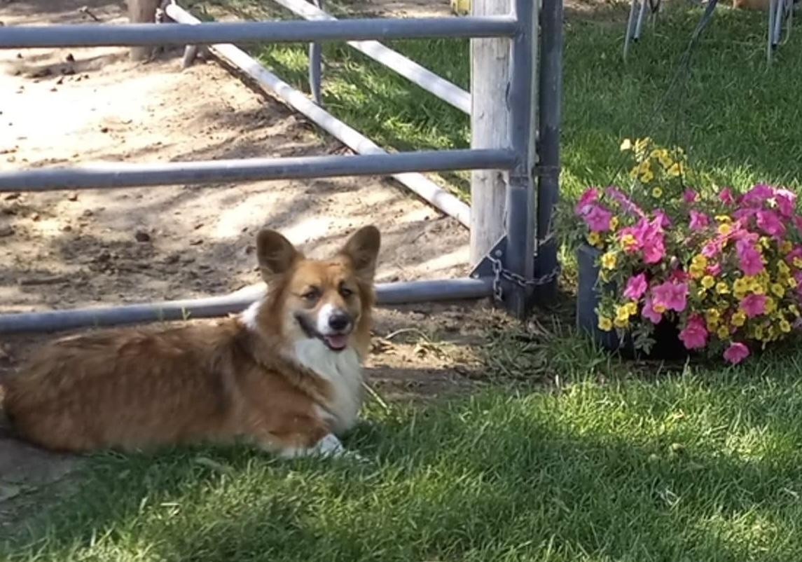 Linda Berkes in Washington | Pembroke Welsh Corgi and American Corgi ...