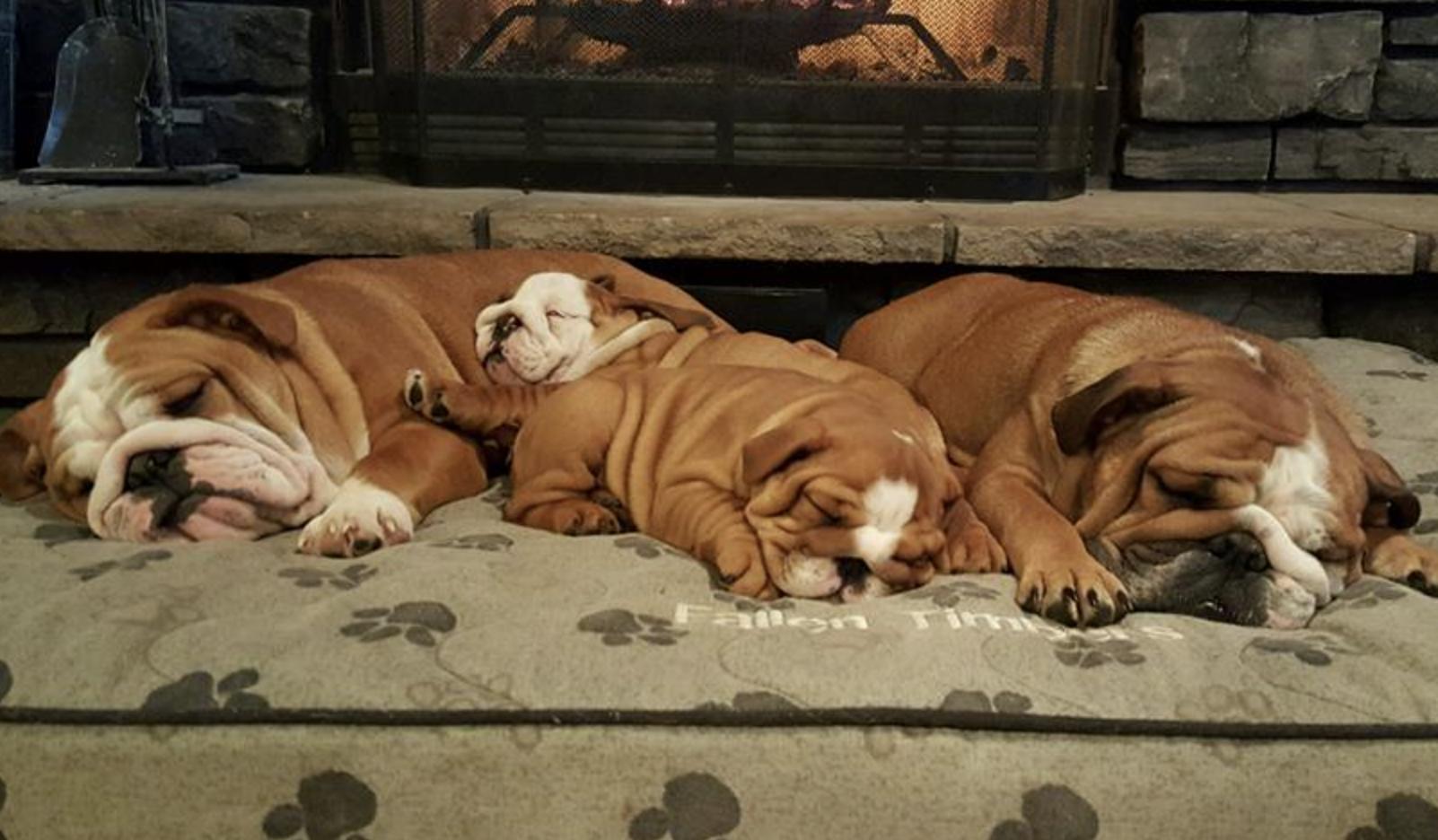 Fallen Timbers Bulldogs in Michigan | Boxer and Bulldog puppies | Good Dog
