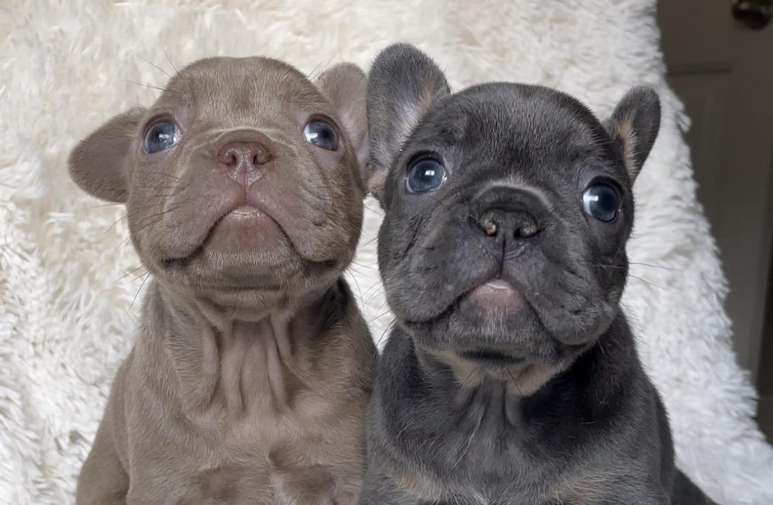 Paramount Frenchies in Texas | French Bulldog puppies | Good Dog