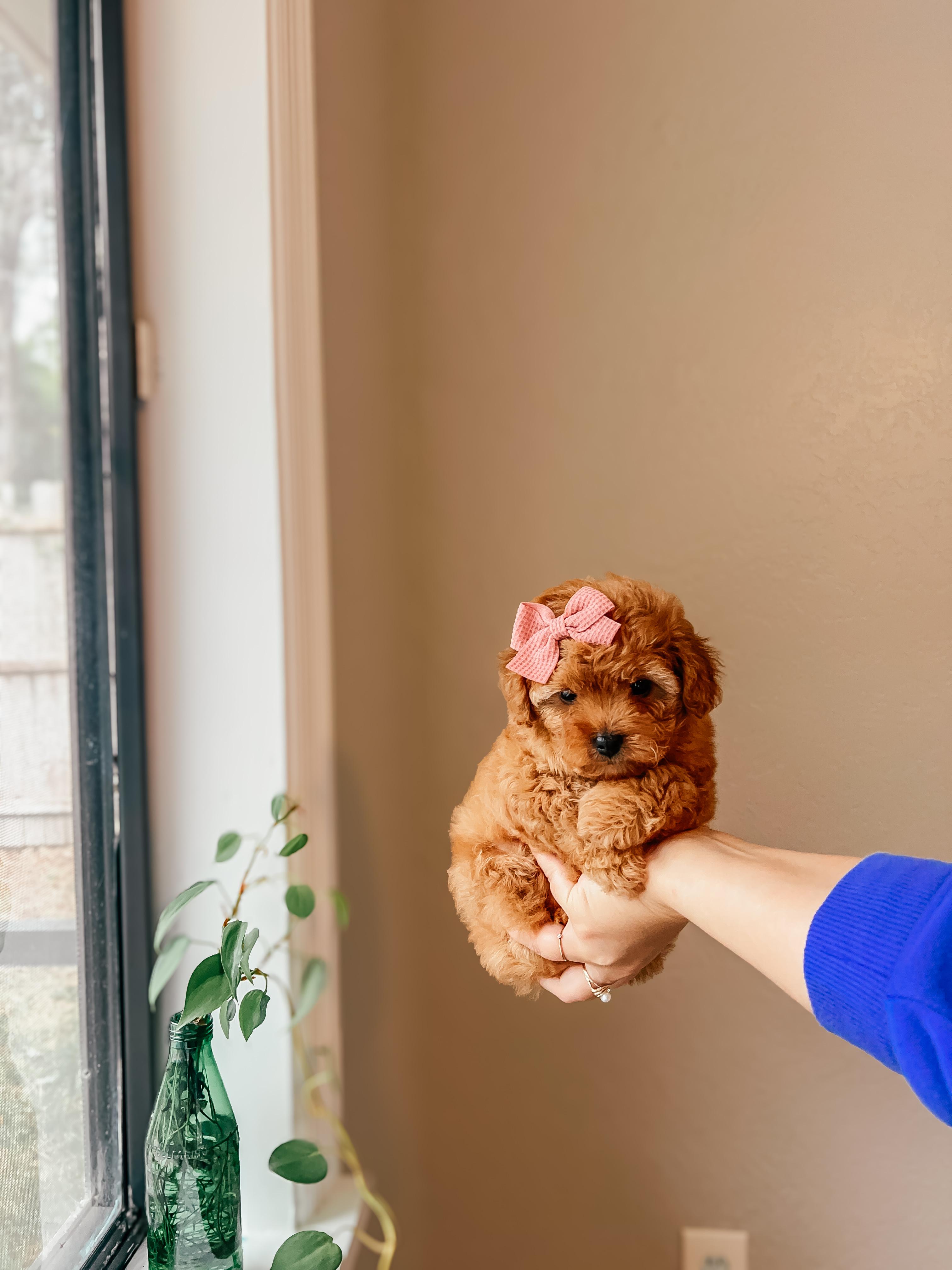 The Perks of Pups in Florida | Bichon Frise and Cockapoo puppies | Good Dog