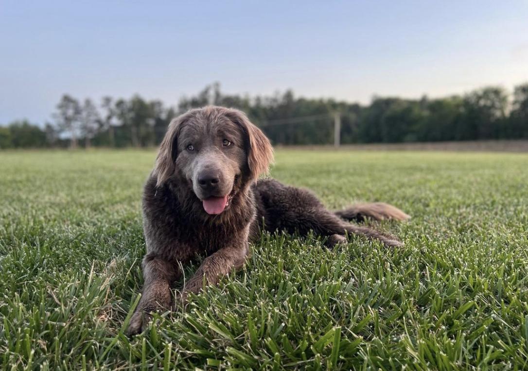 Bluegrass Newfypoos in Kentucky | Newfoundland and Newfypoo puppies ...