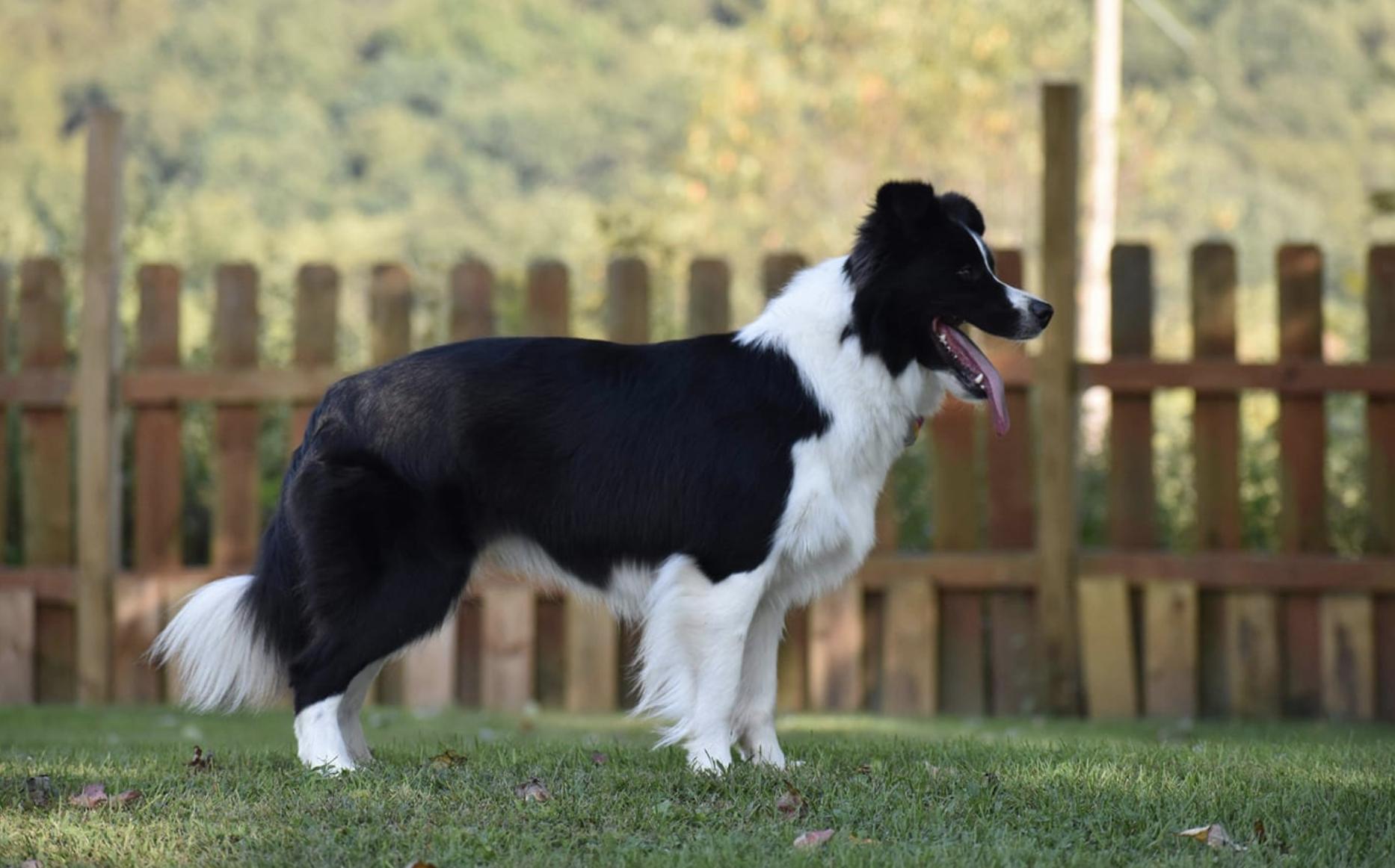 Bonnybrooke Border Collies in Pennsylvania | Border Collie puppies ...