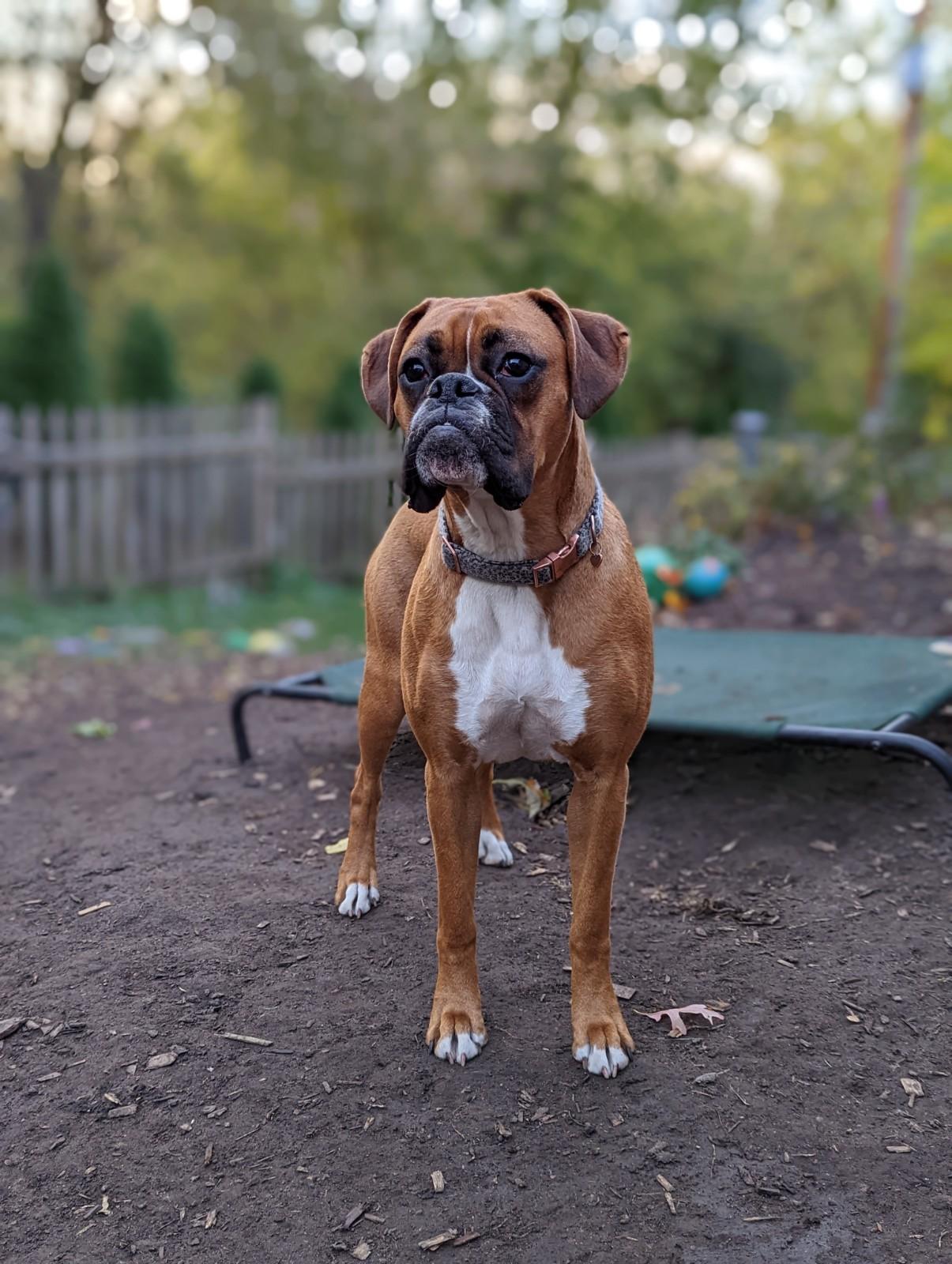 Beach Ave Boxers in Wisconsin | Boxer puppies | Good Dog