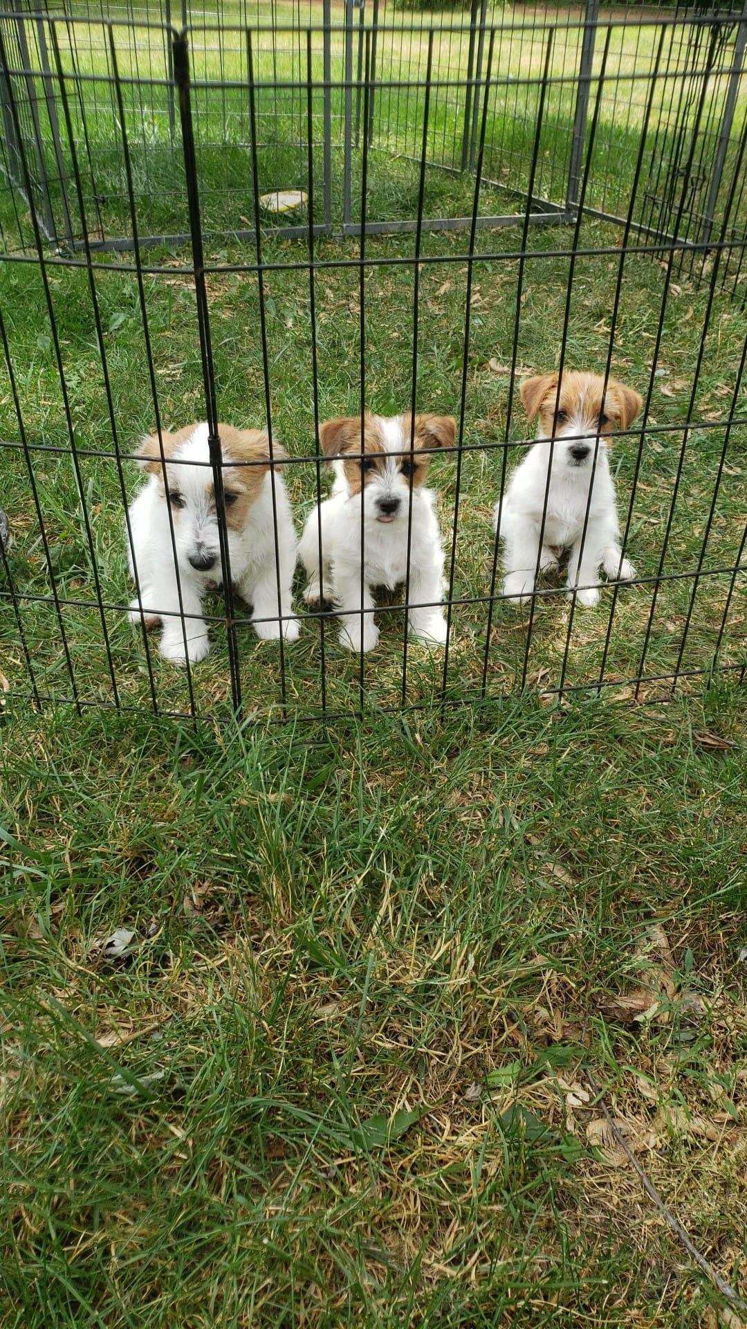 White River Kennel in Michigan | Russell Terrier puppies | Good Dog