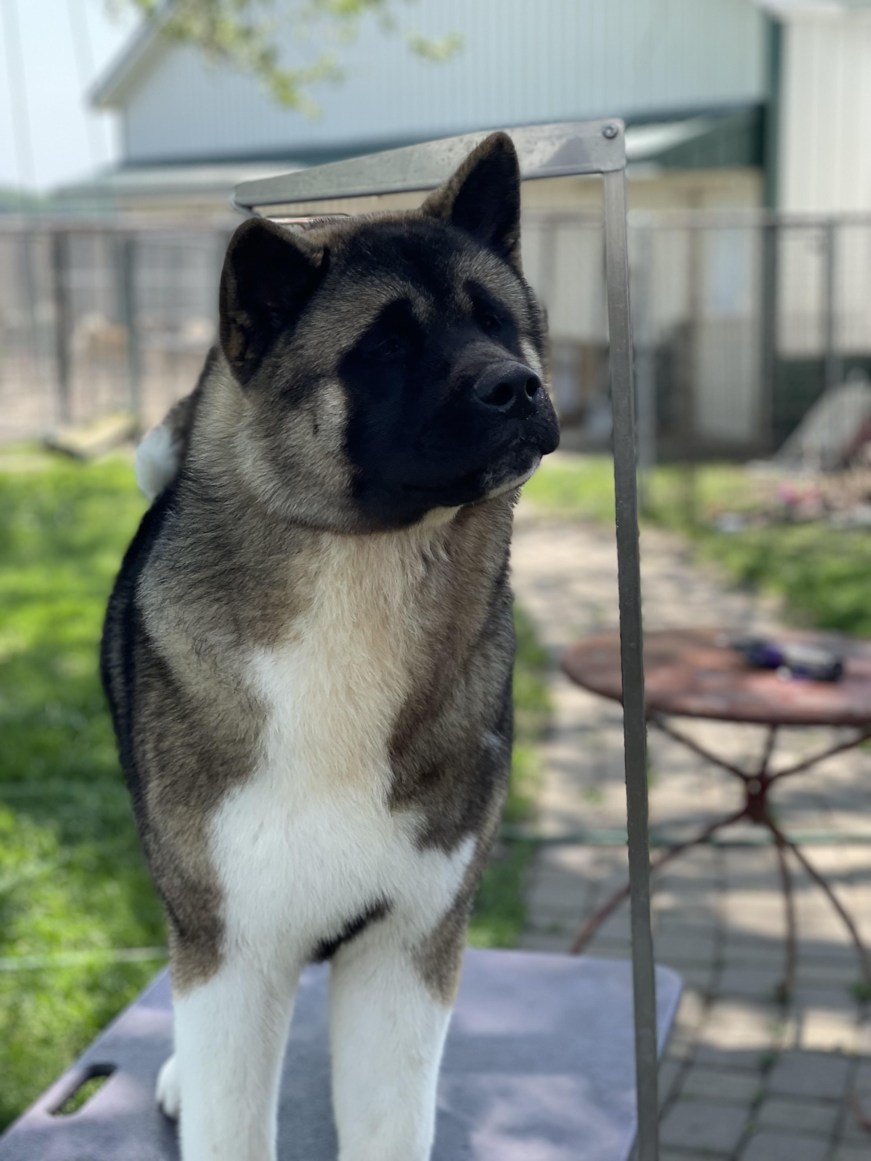 Cades Akitas and Aarbelle’s Portuguese Water Dogs in Indiana | Akita ...