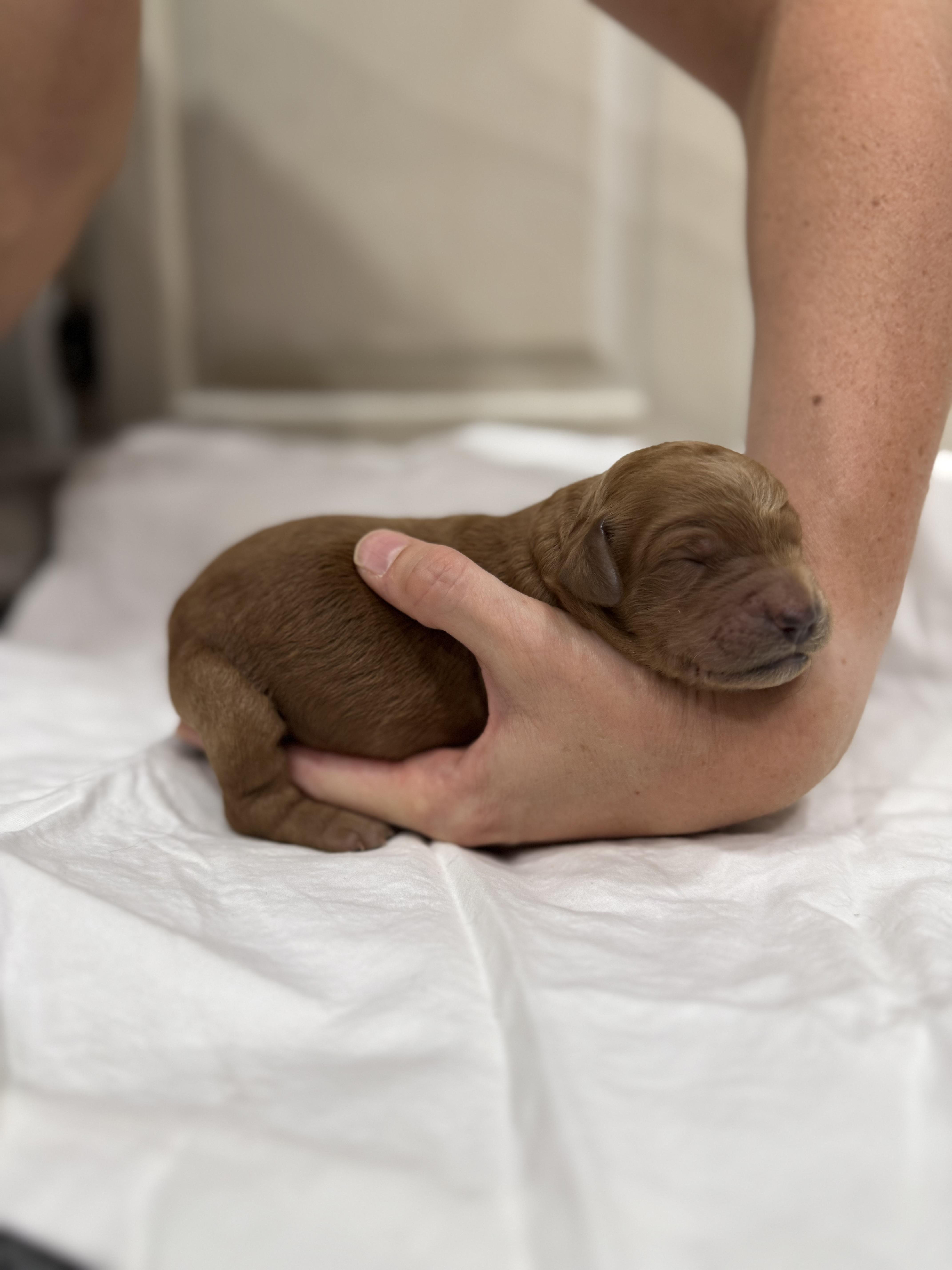 Georgia Springerdoodles in Georgia | Springerdoodle puppies | Good Dog