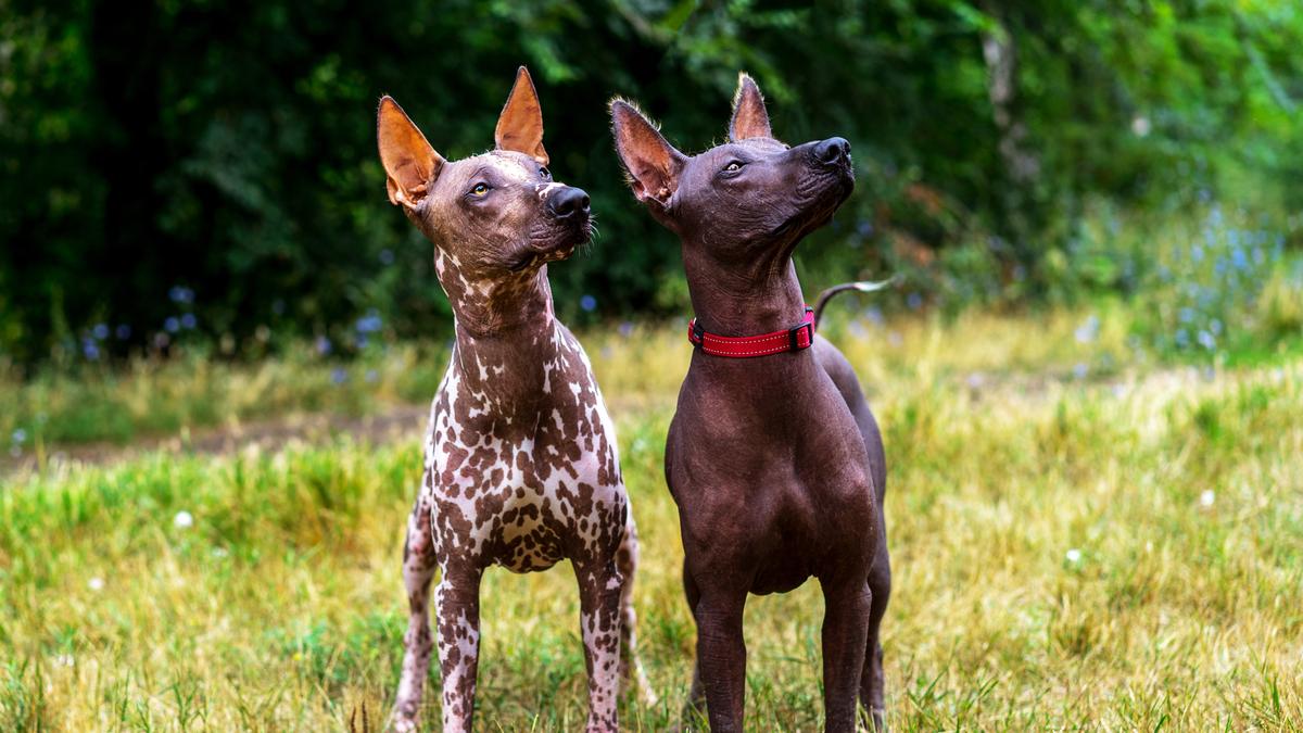 25 cute Purebred Xoloitzcuintli puppies for sale | Good Dog