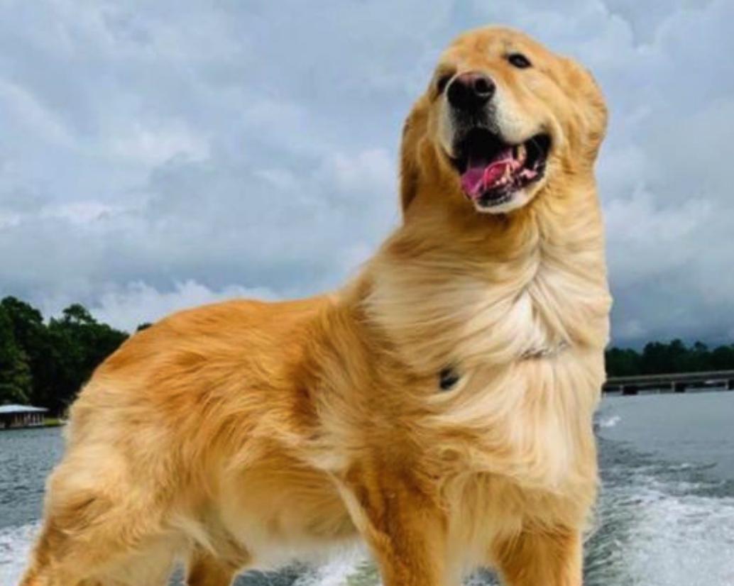 Goldminer Goldens in Arizona | Golden Retriever puppies | Good Dog