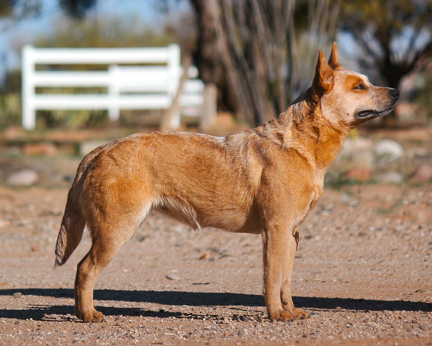 Impact 3rd Australian Cattle Dogs in Arizona | Australian Cattle Dog ...