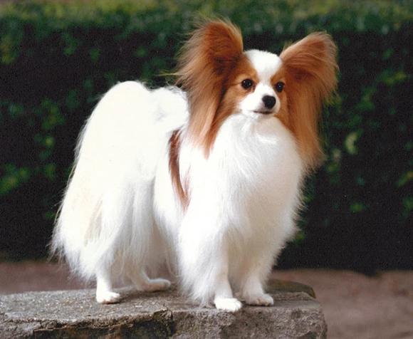 Hallmark Papillons in Kentucky | Papillon puppies | Good Dog