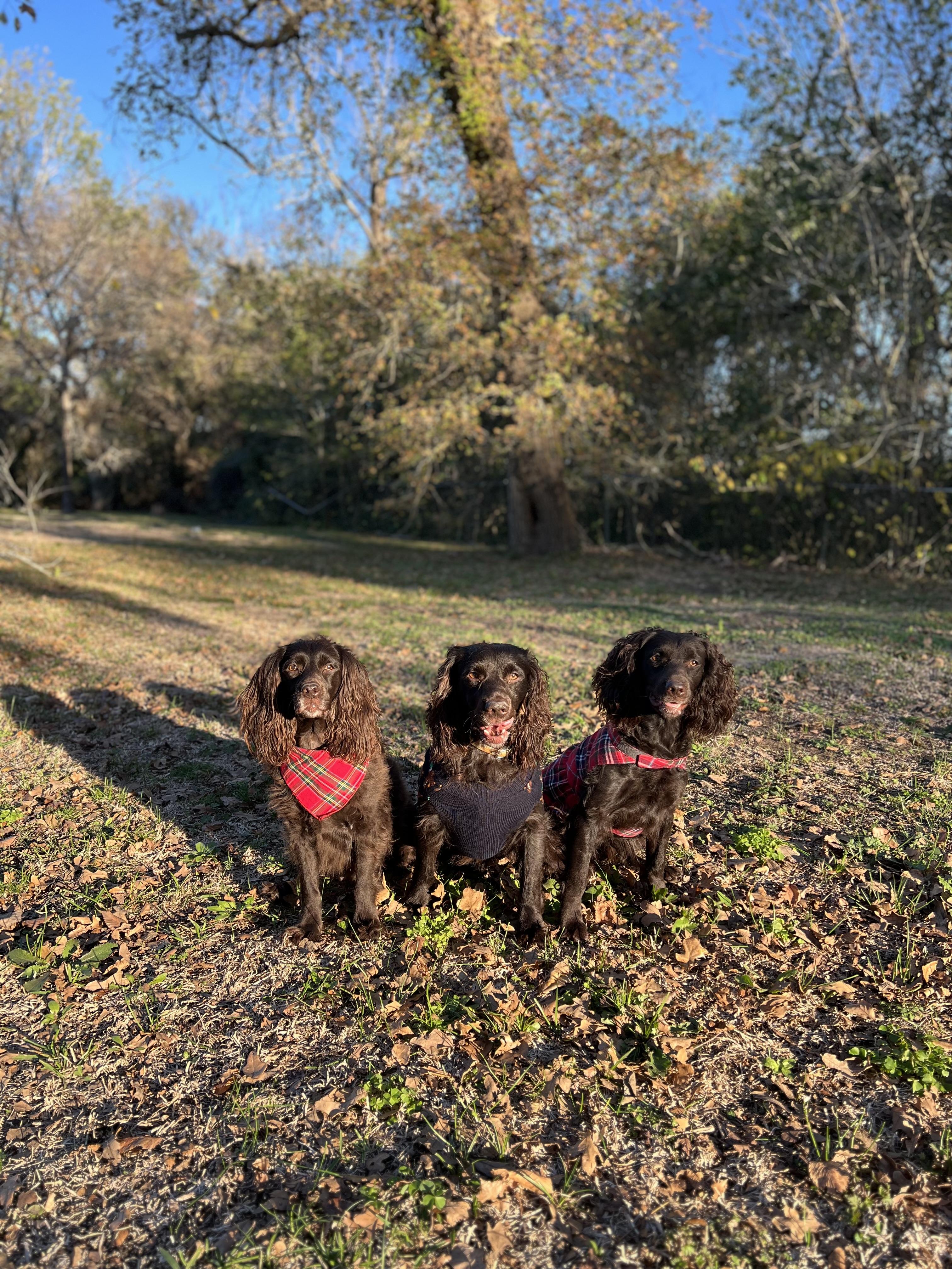 Double Shot Boykins in Texas | Boykin Spaniel and Goldendoodle puppies ...