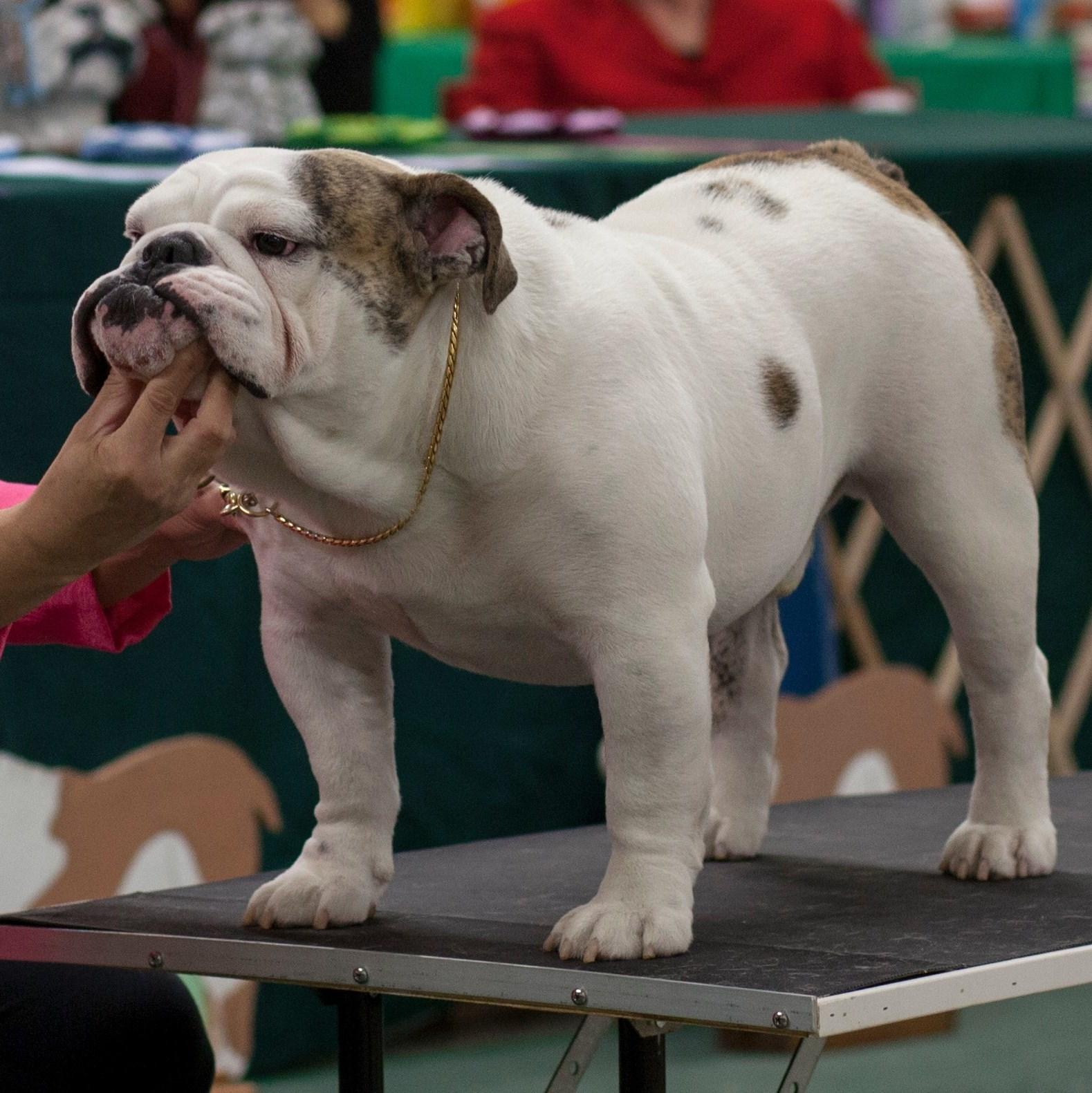 Furever Bulldogs & Bostons in North Carolina | Bulldog puppies | Good Dog