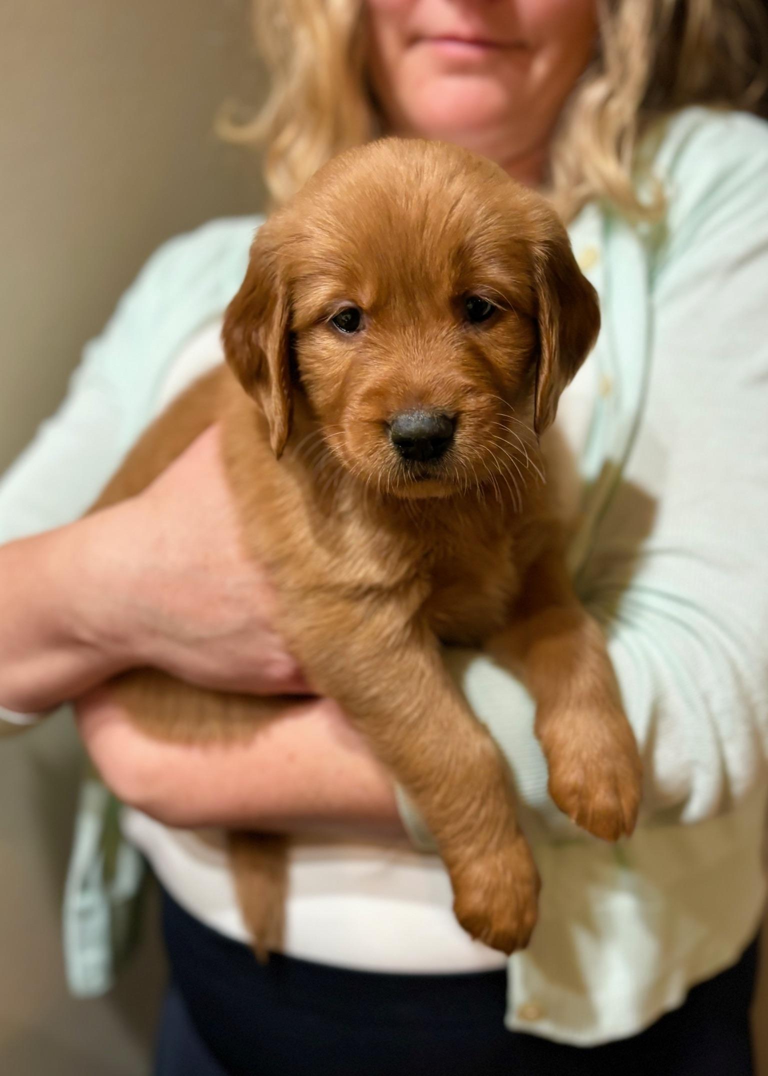 Golden Palms Puppies in Utah | Golden Retriever and Assorted Doodle ...