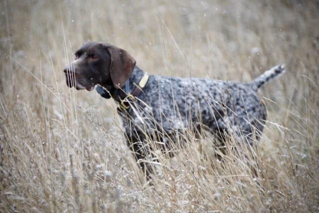 Farrook GSP's in Washington | German Shorthaired Pointer puppies | Good Dog