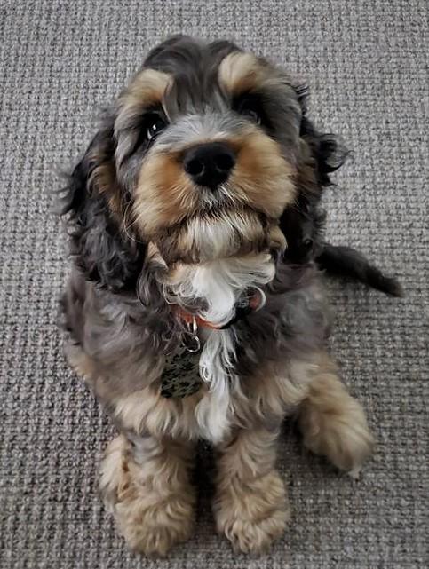 Rpuppies in California | Cockapoo, Miniature Schnauzer or Schnoodle ...